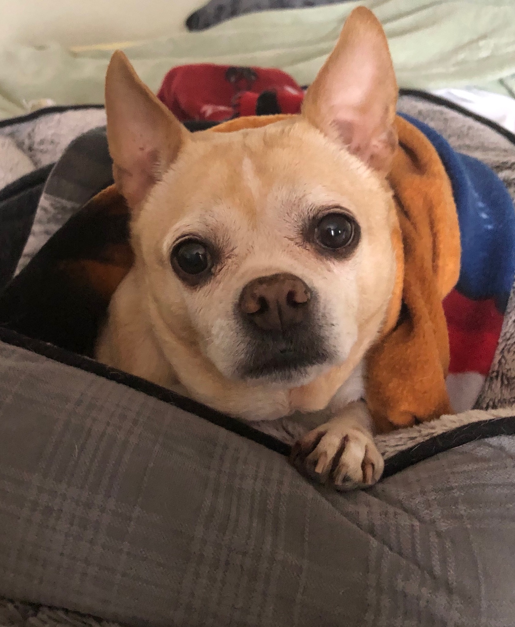 Missy • Old Dog Haven