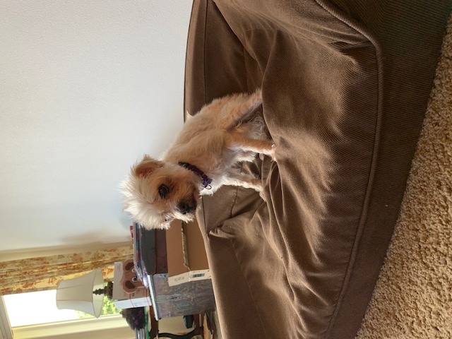 Missy • Old Dog Haven