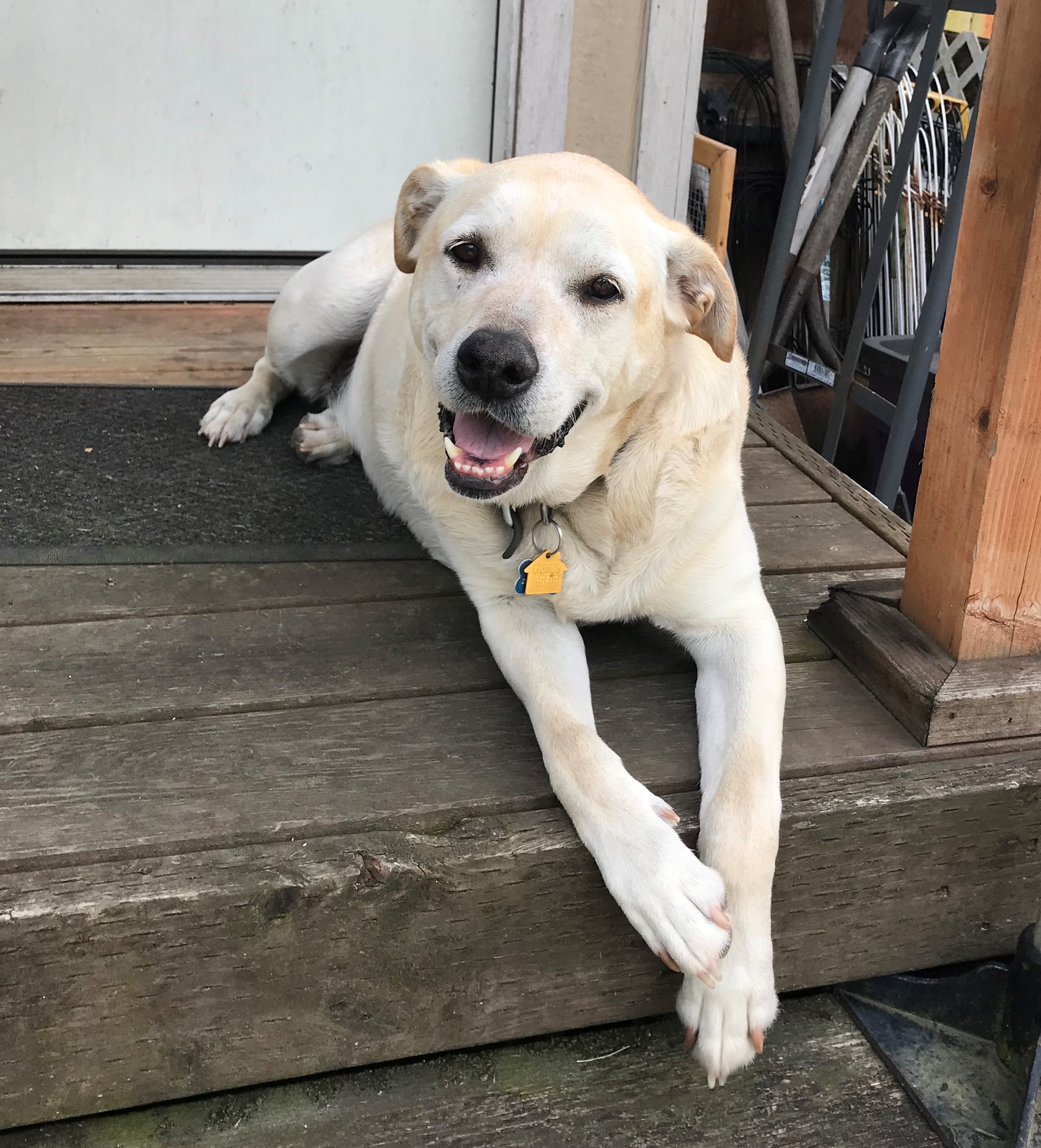 Rusty • Old Dog Haven