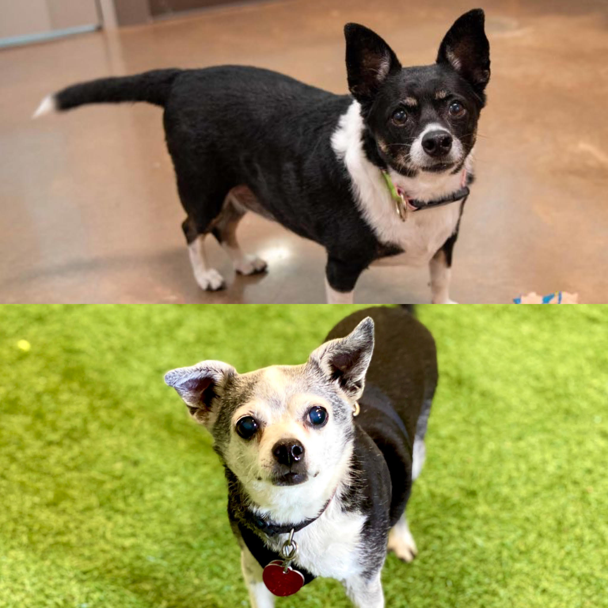Maya and Paco • Old Dog Haven