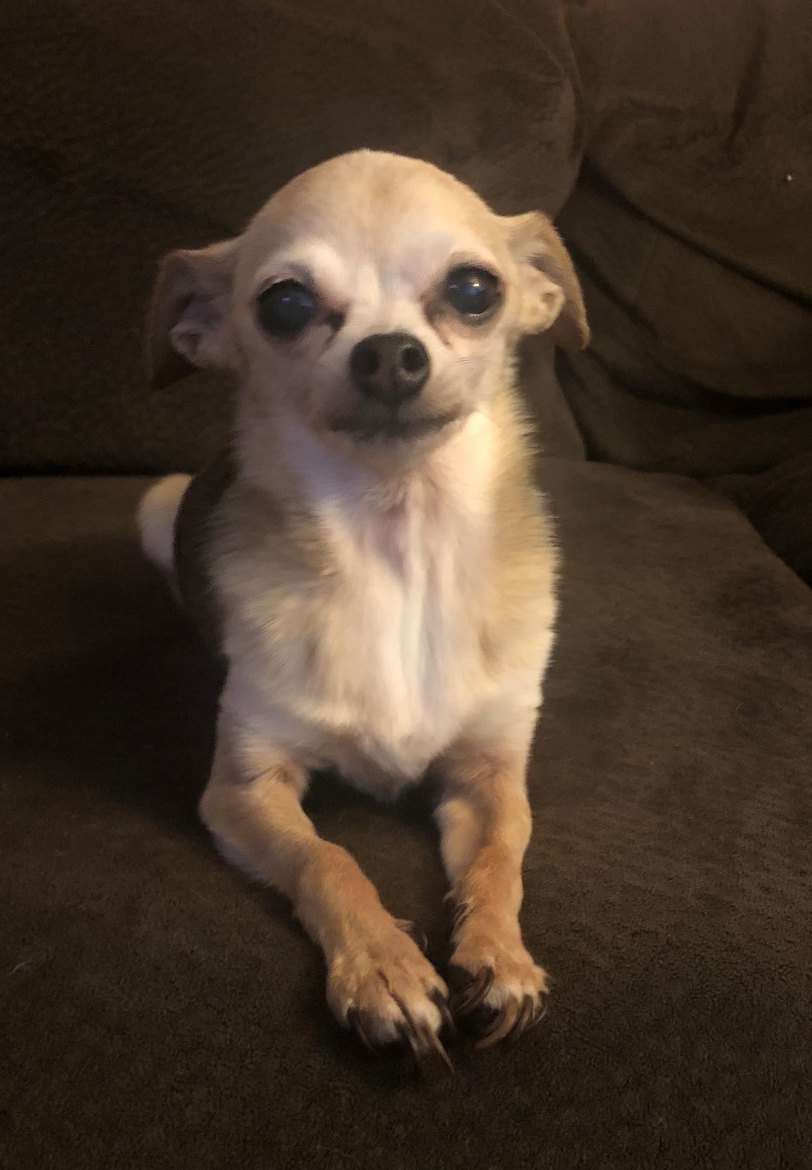 Abby • Old Dog Haven