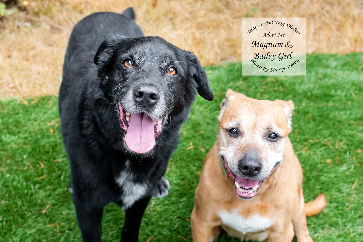 Bailey Girl and Magnum • Old Dog Haven