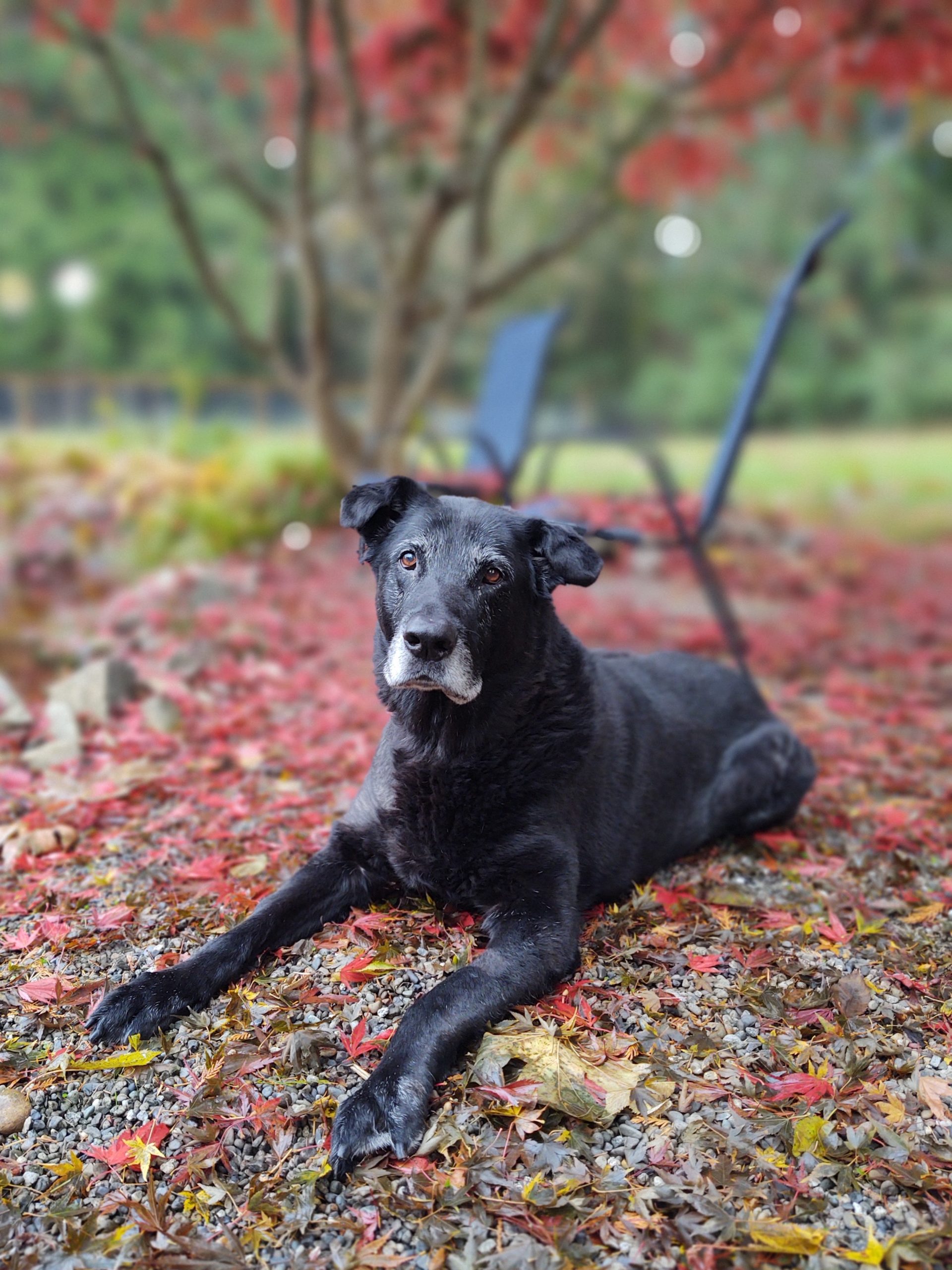 Bucky (Lab Mix) • Old Dog Haven