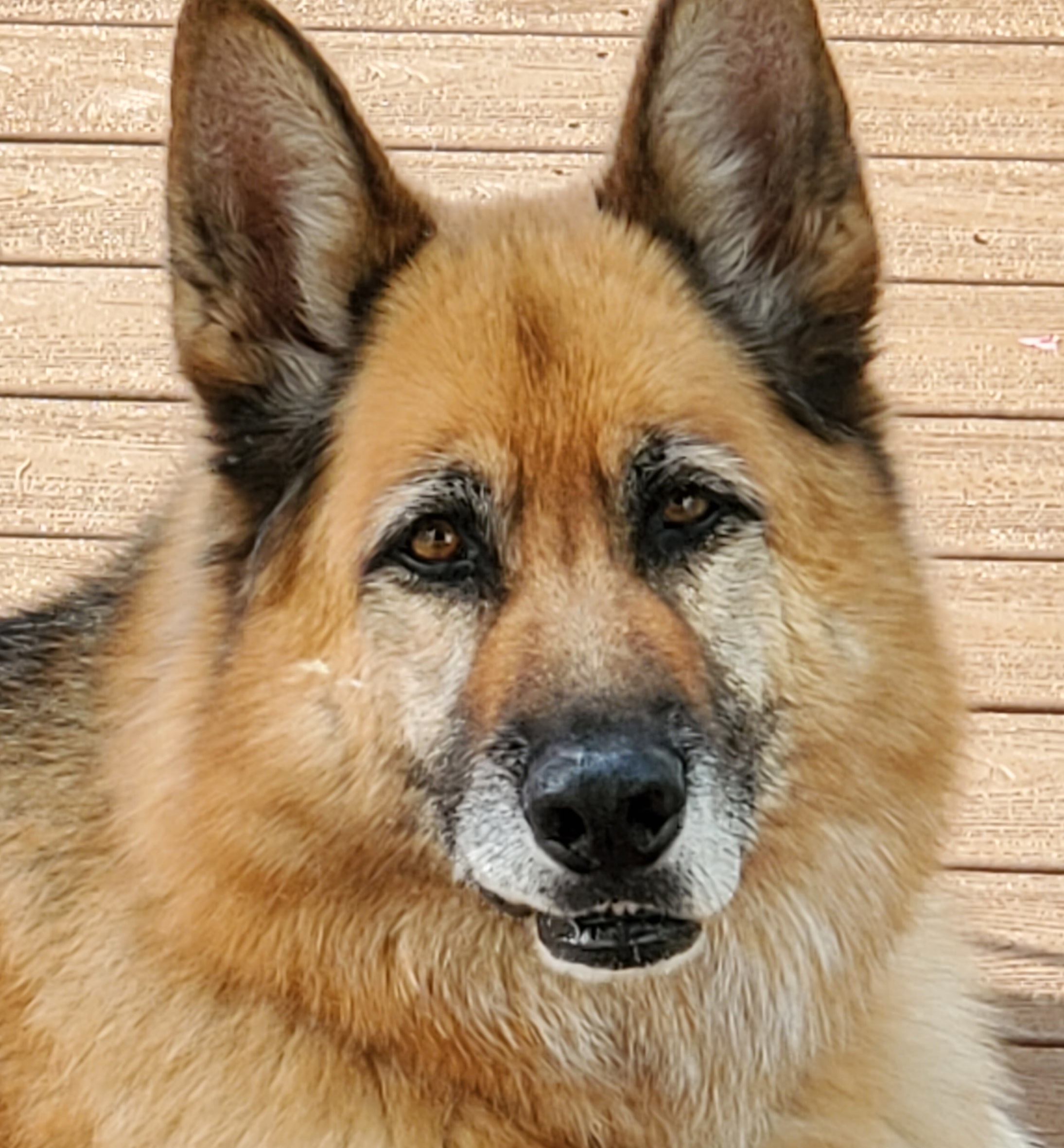 Scully • Old Dog Haven