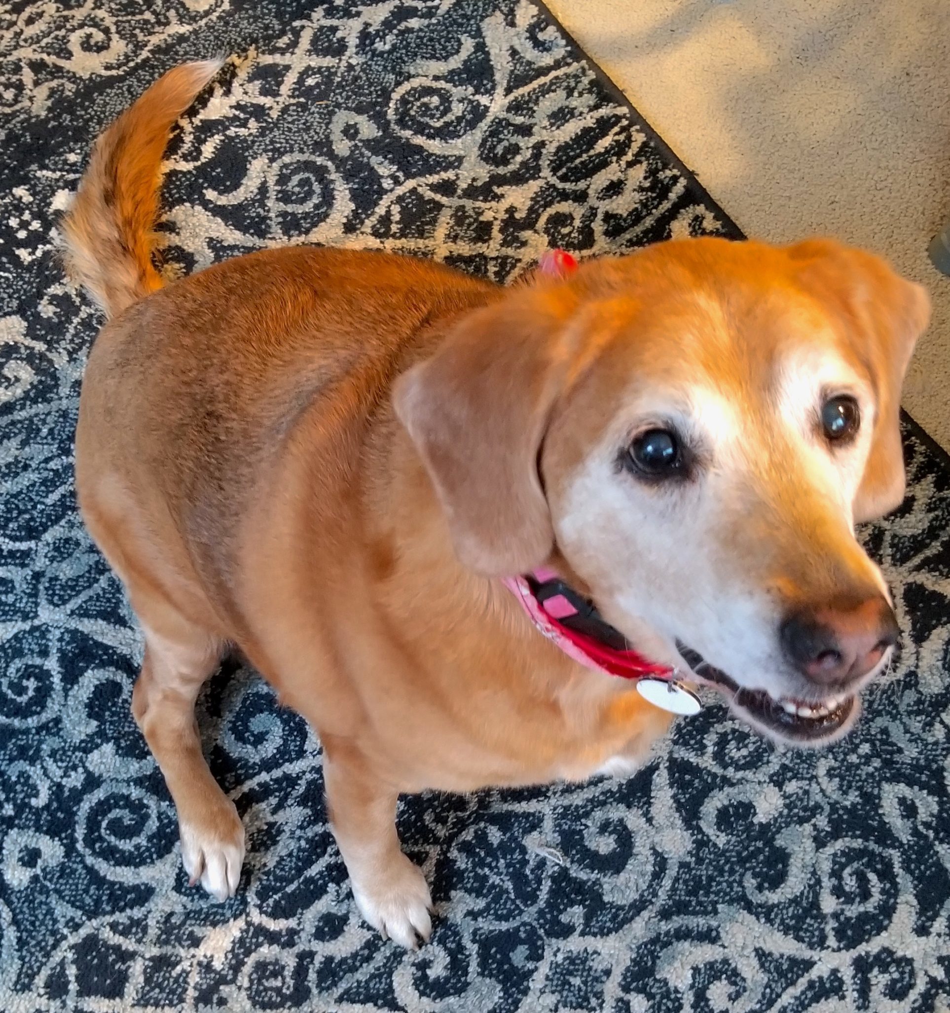 Daisy (Beagle/Lab) • Old Dog Haven