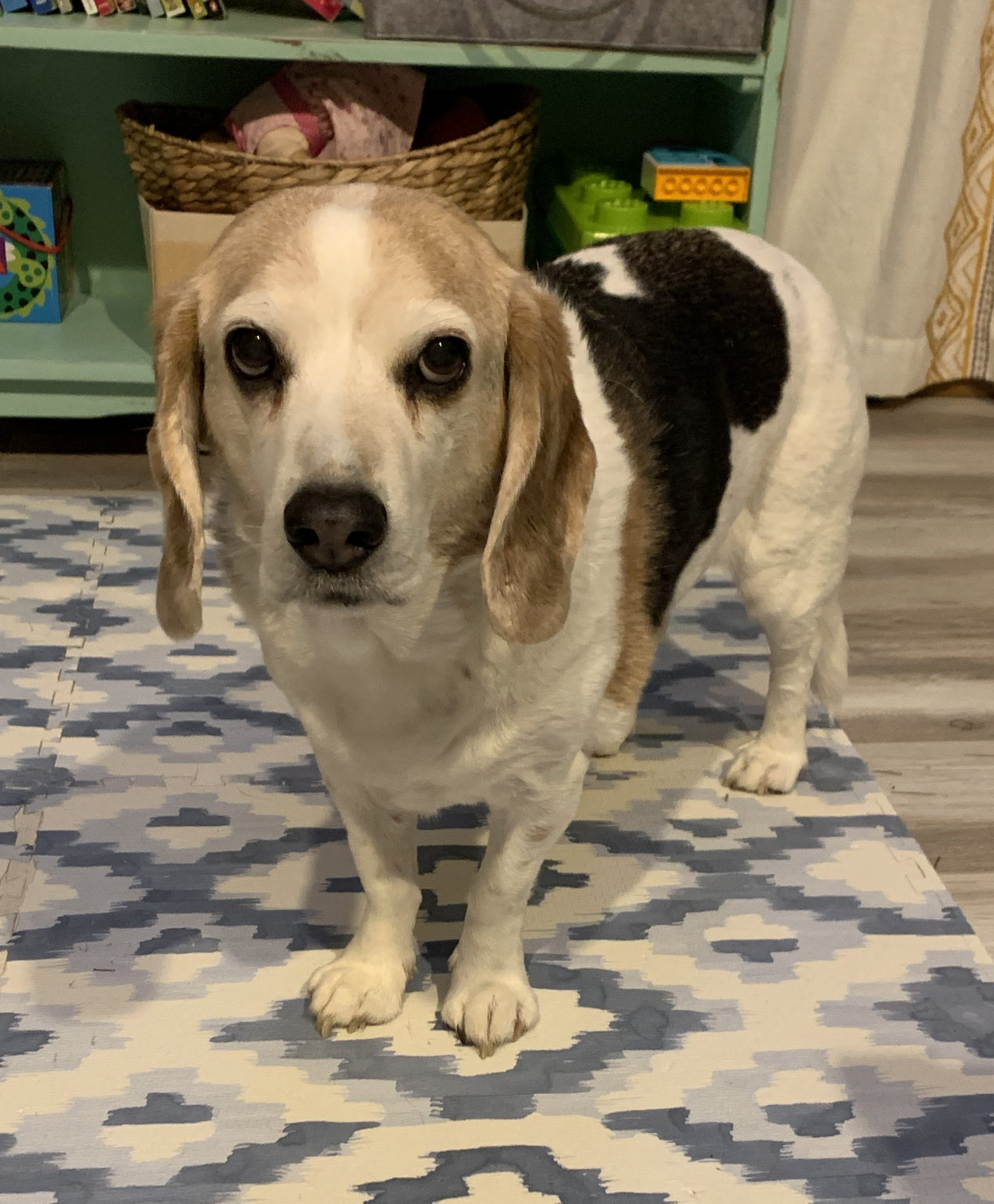 Ruby • Old Dog Haven