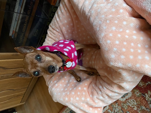 Chelsey • Old Dog Haven