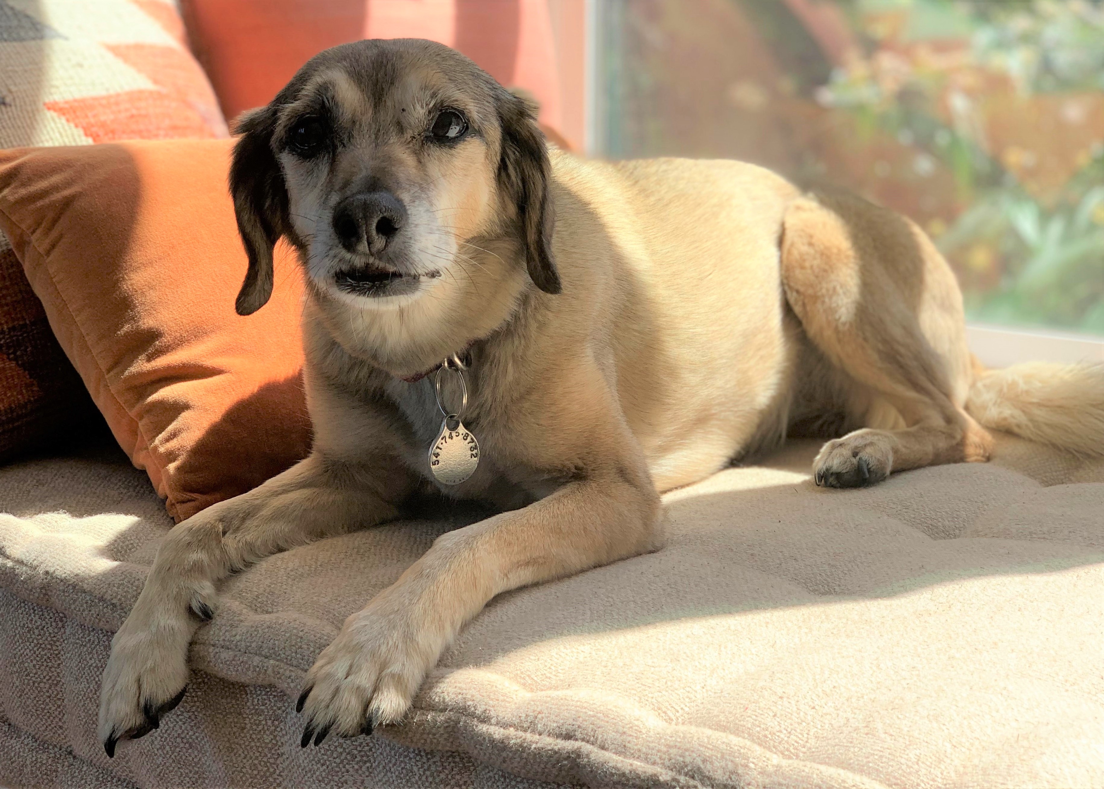 Aza • Old Dog Haven