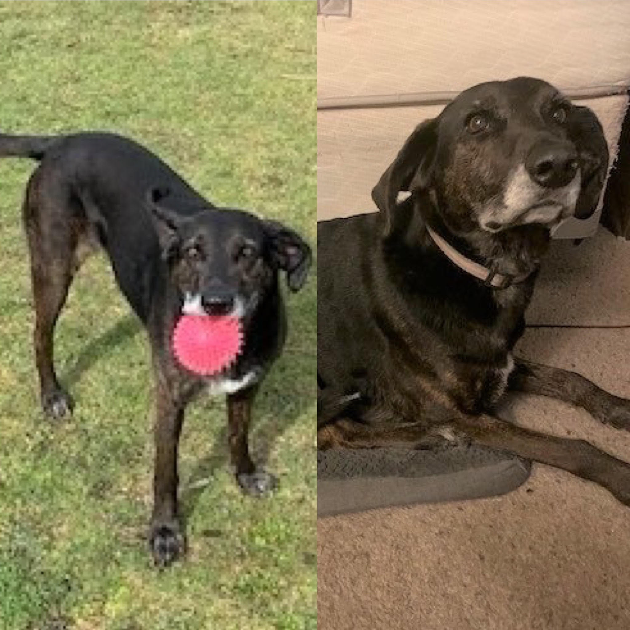 Buka • Old Dog Haven