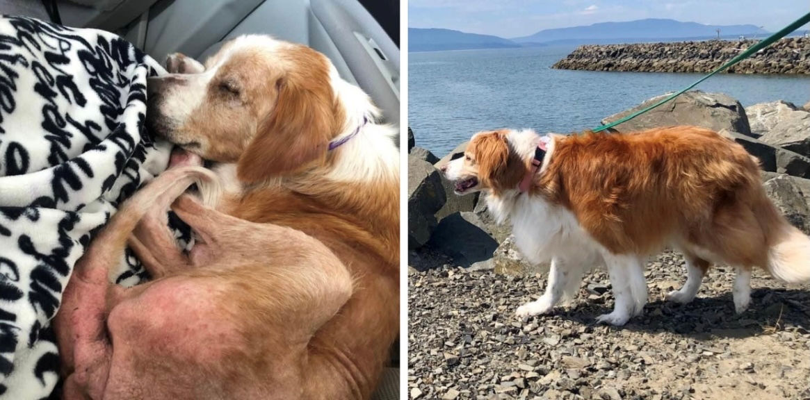 Ginger • Old Dog Haven