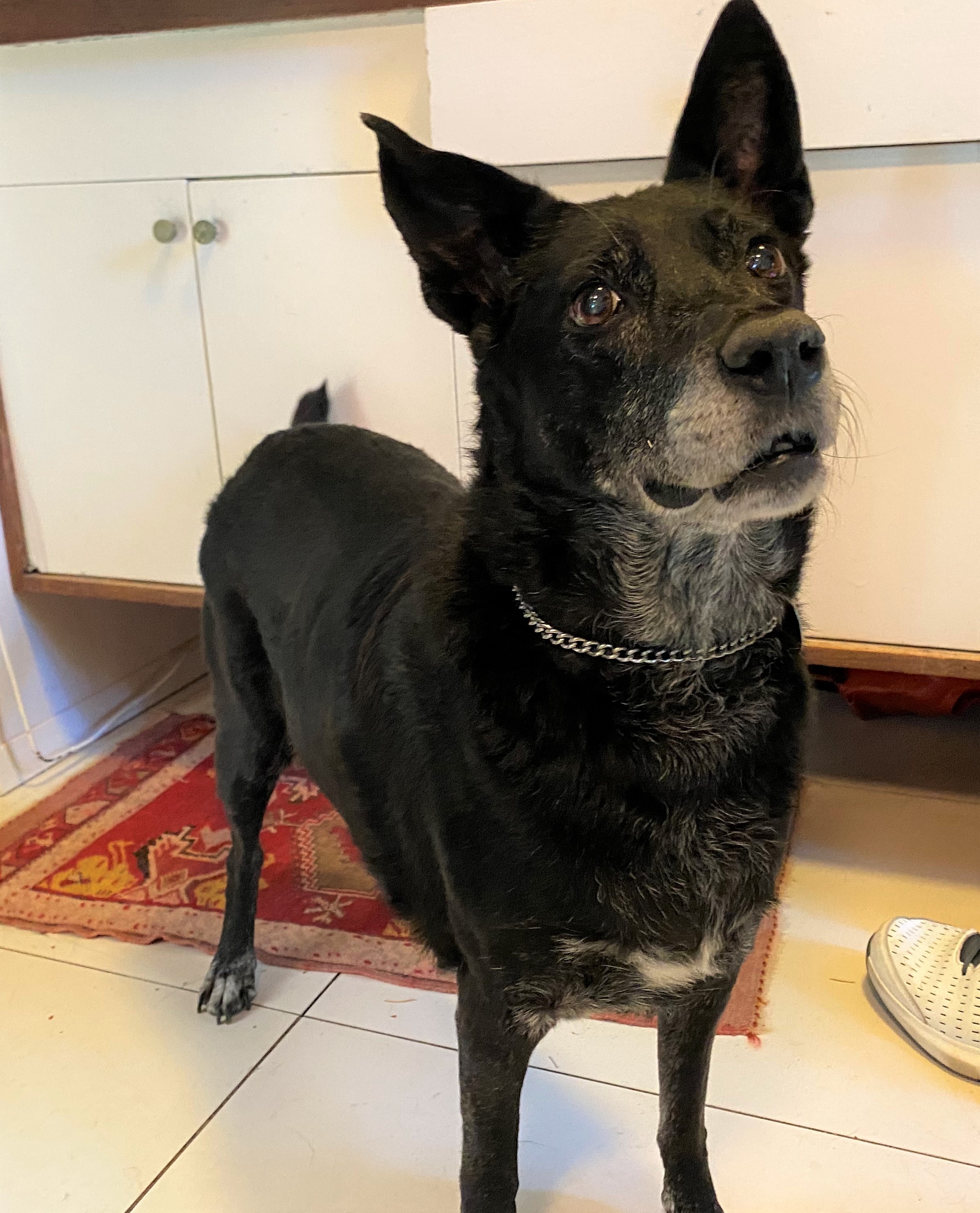 Pogo • Old Dog Haven