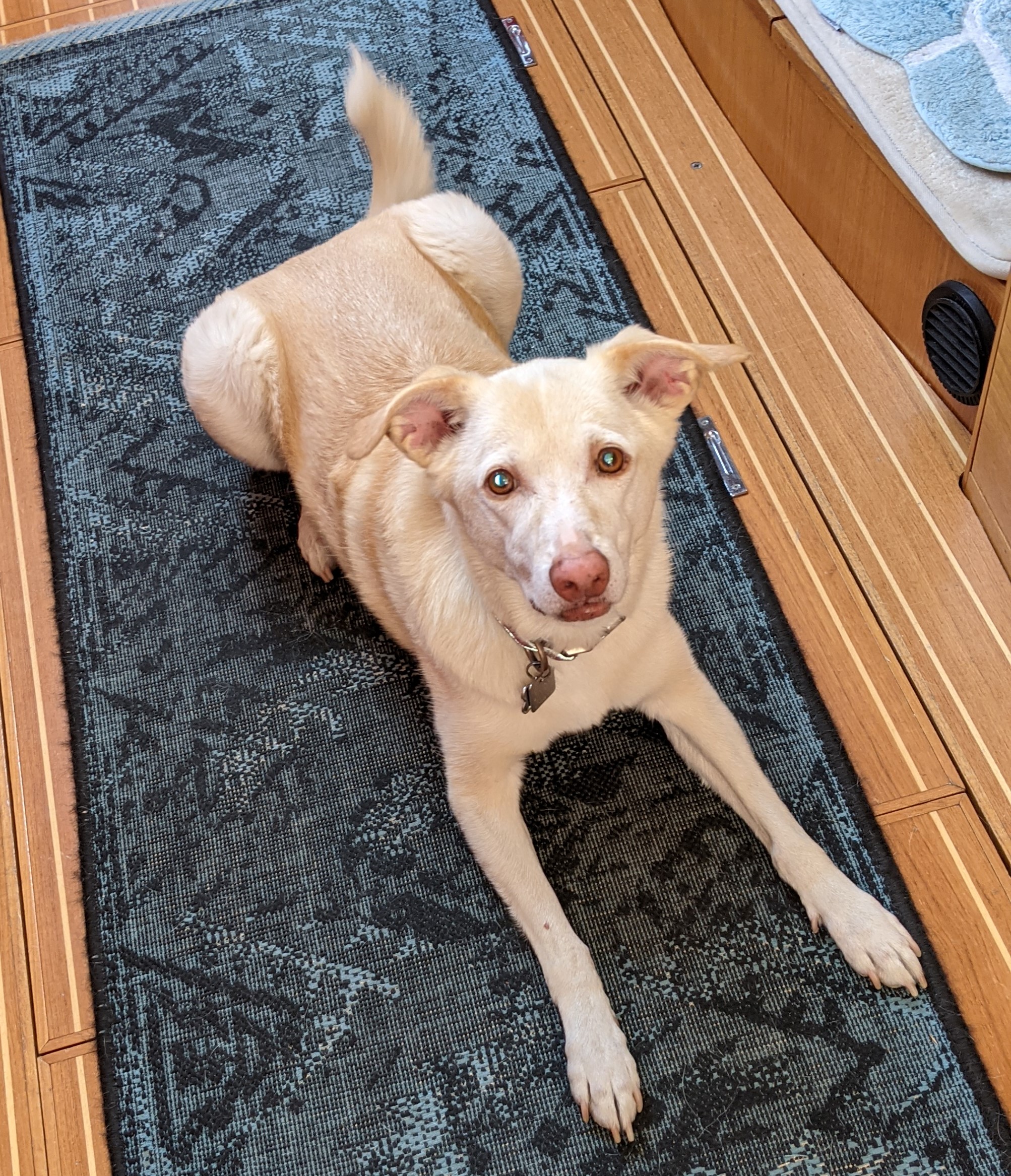 Bailey • Old Dog Haven