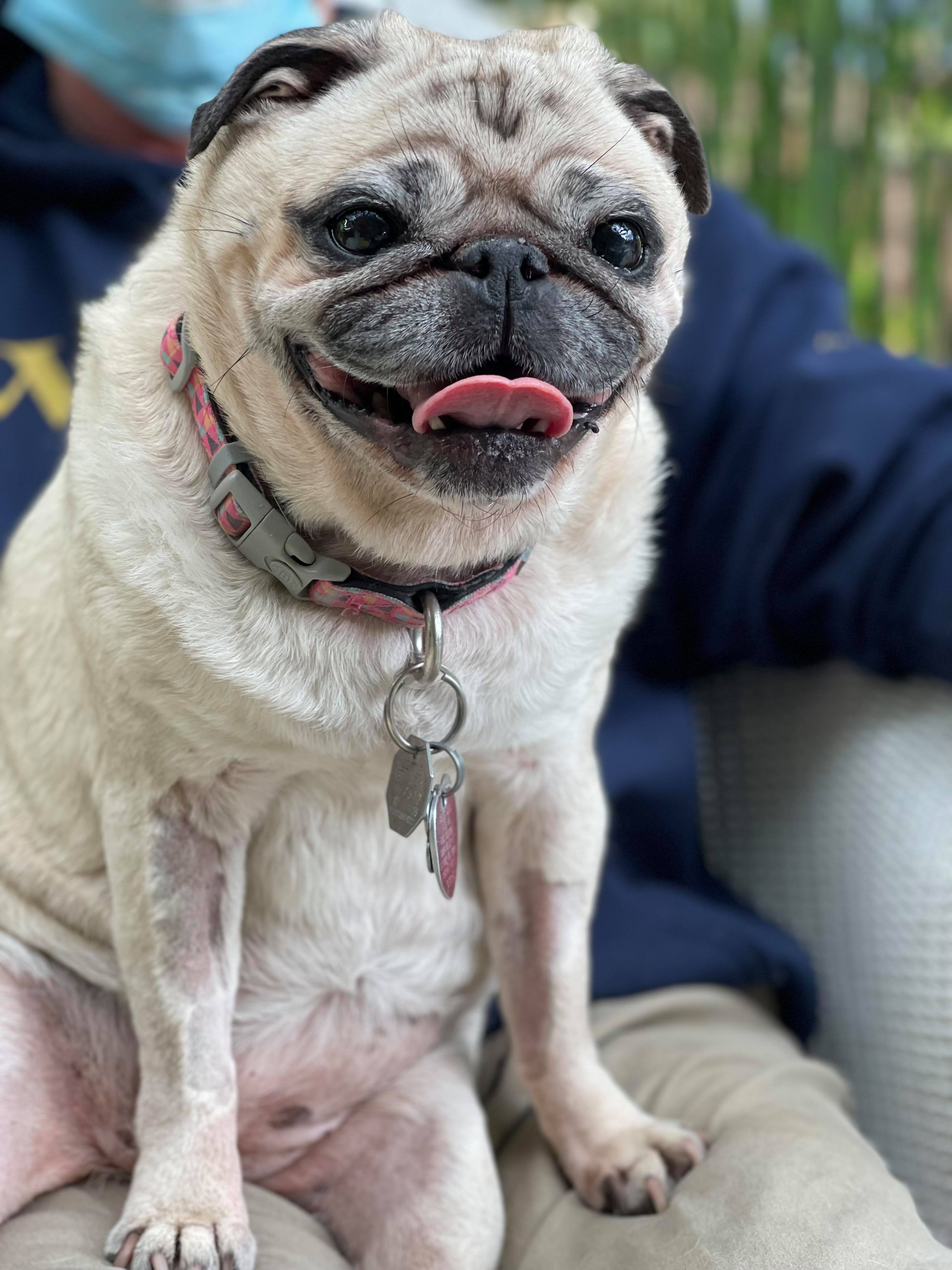 Mabel • Old Dog Haven