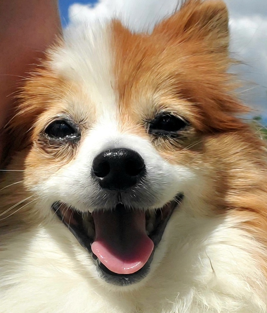 German Spitz Pomeranian Mix
