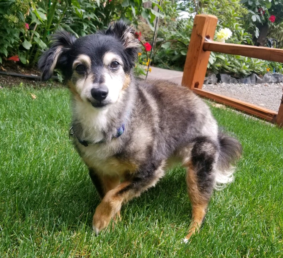 Tai • Old Dog Haven