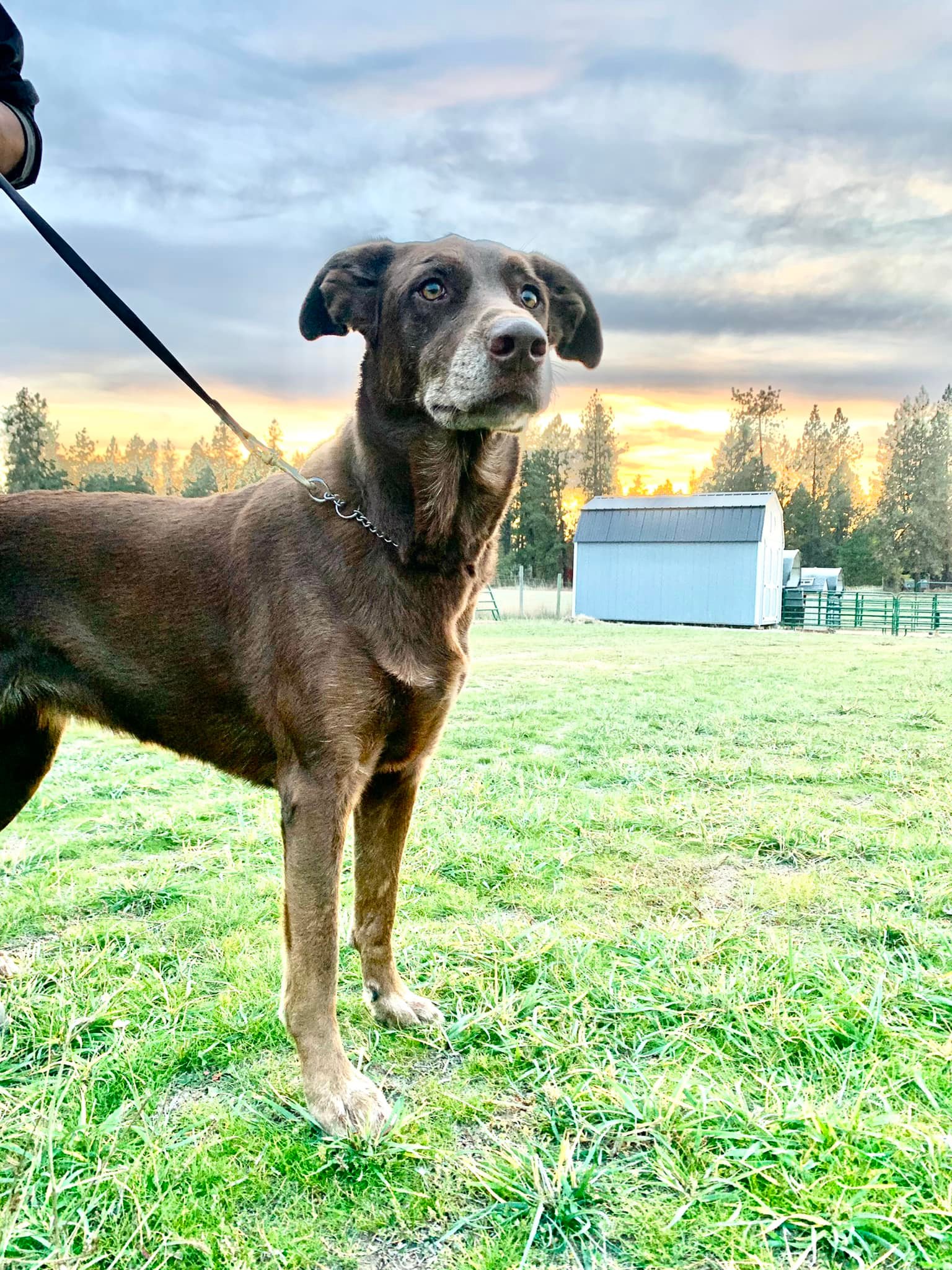Adoptable • Dog Category • Old Dog Haven • Page 2