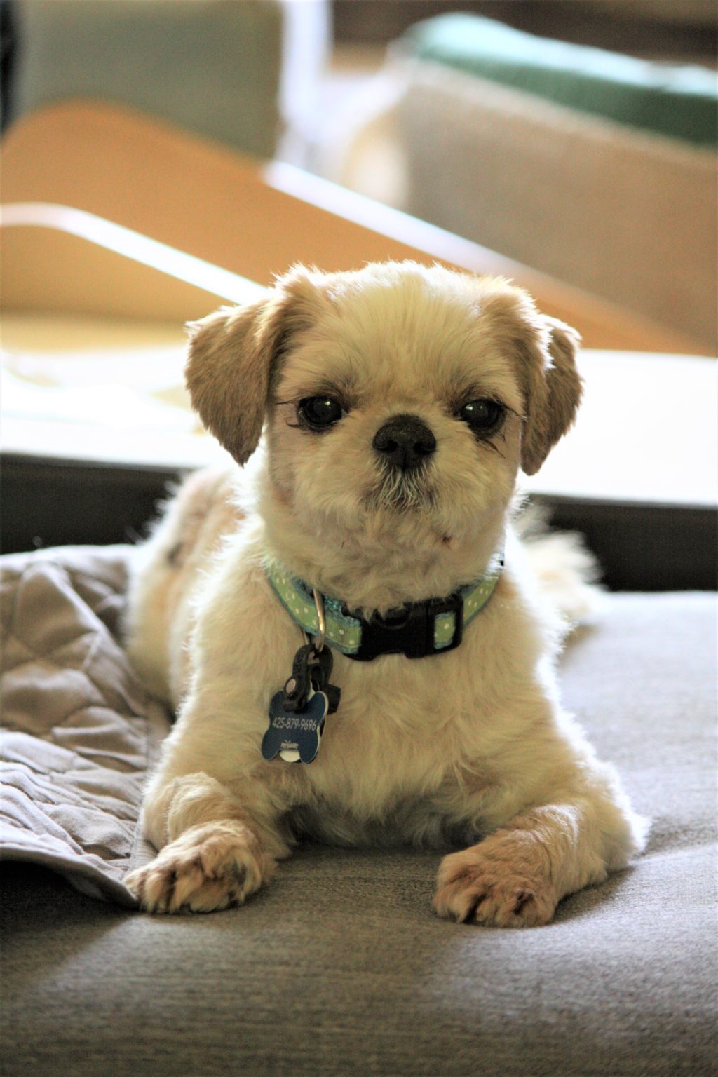 GG • Old Dog Haven