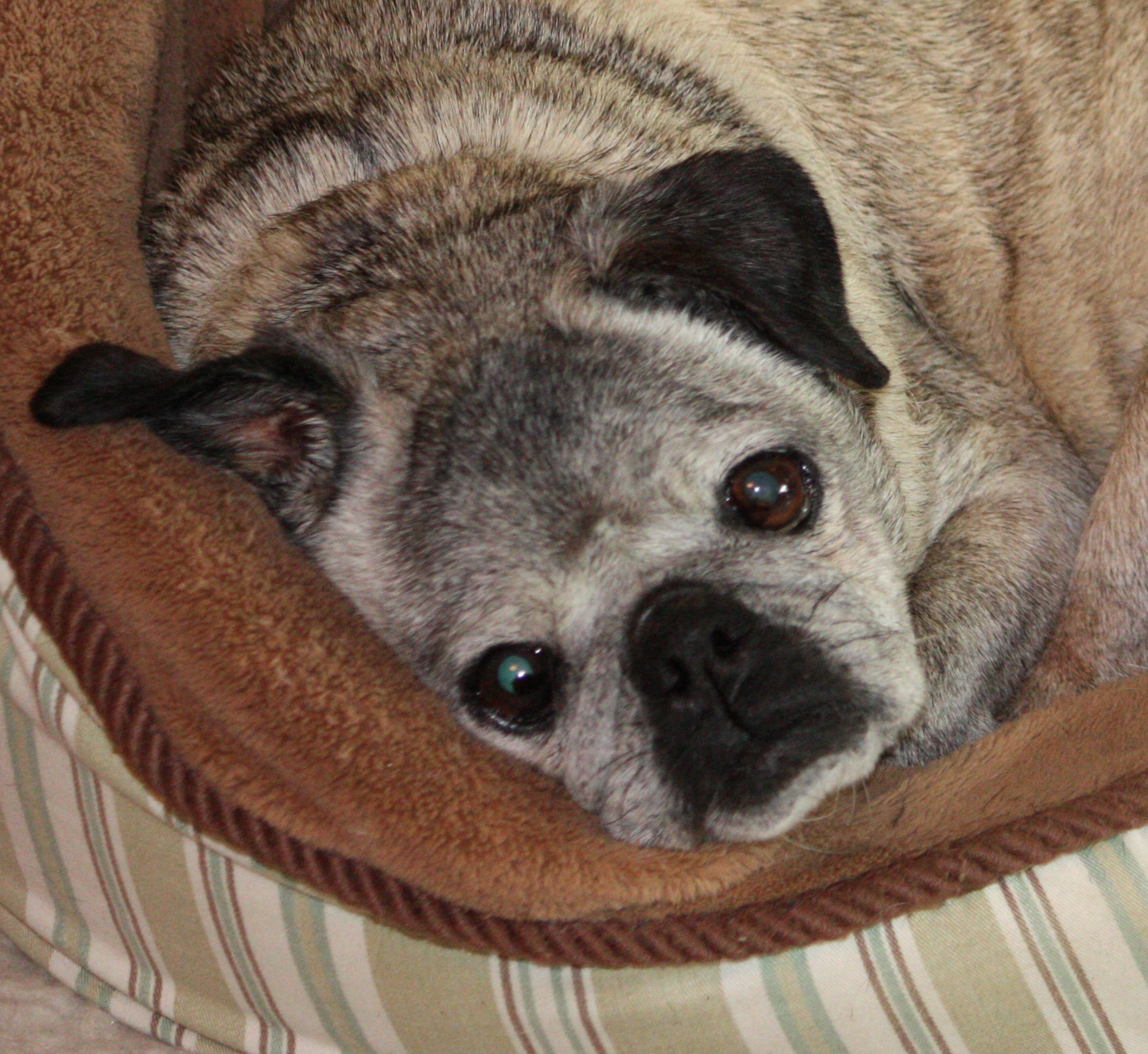 Winifred (Winnie) • Old Dog Haven