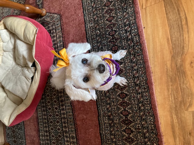 Frannie • Old Dog Haven