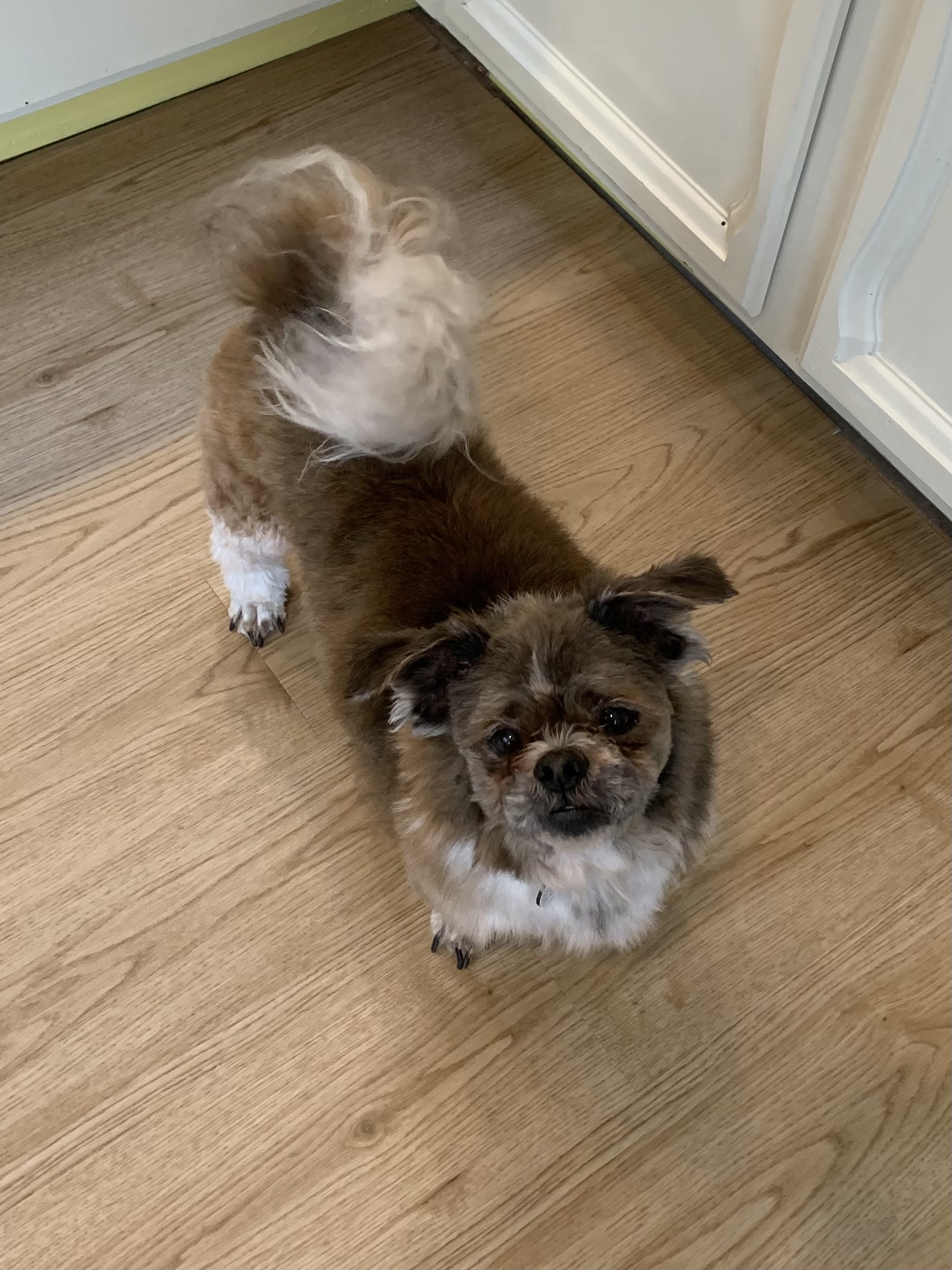 Louie • Old Dog Haven