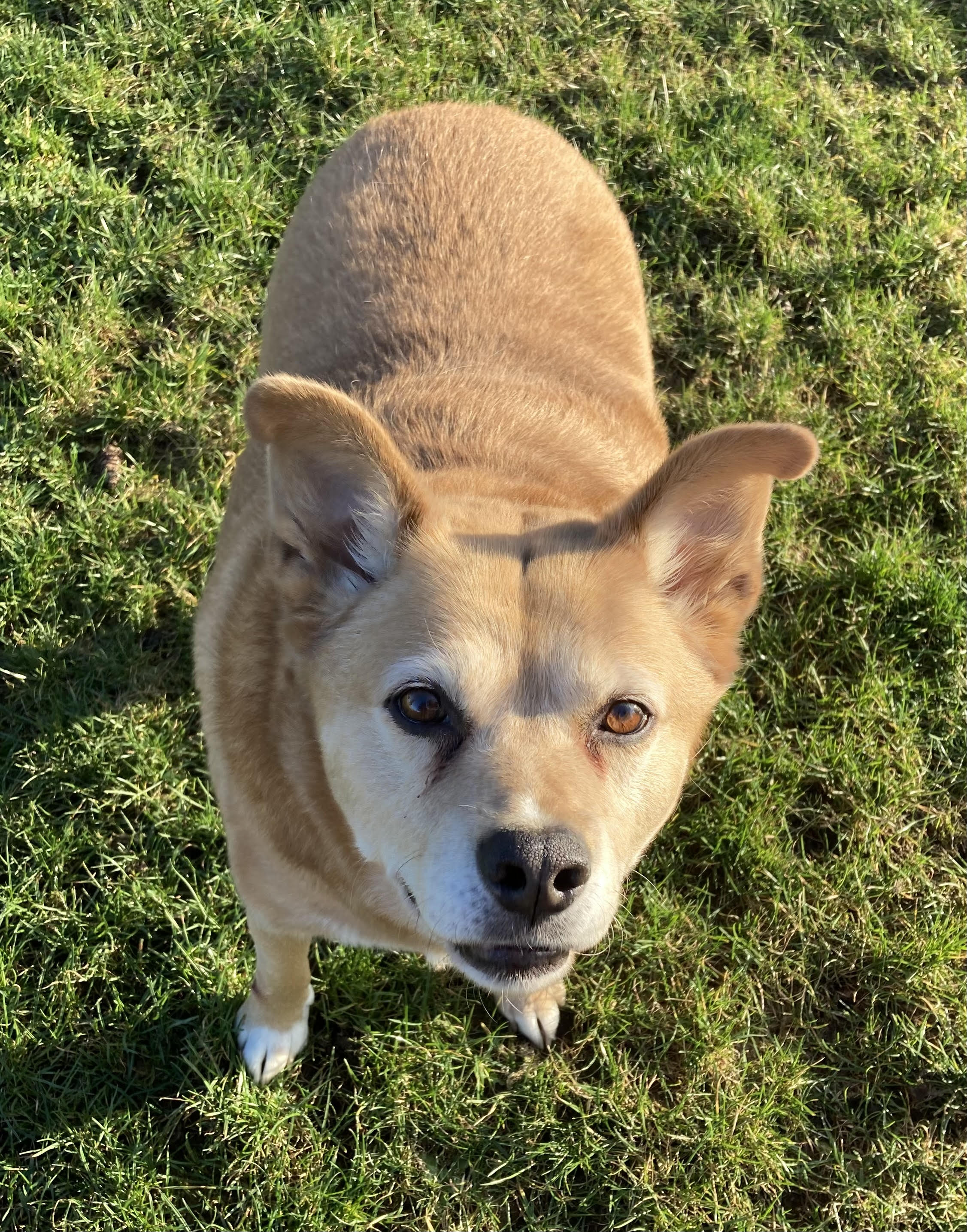 Milo • Old Dog Haven