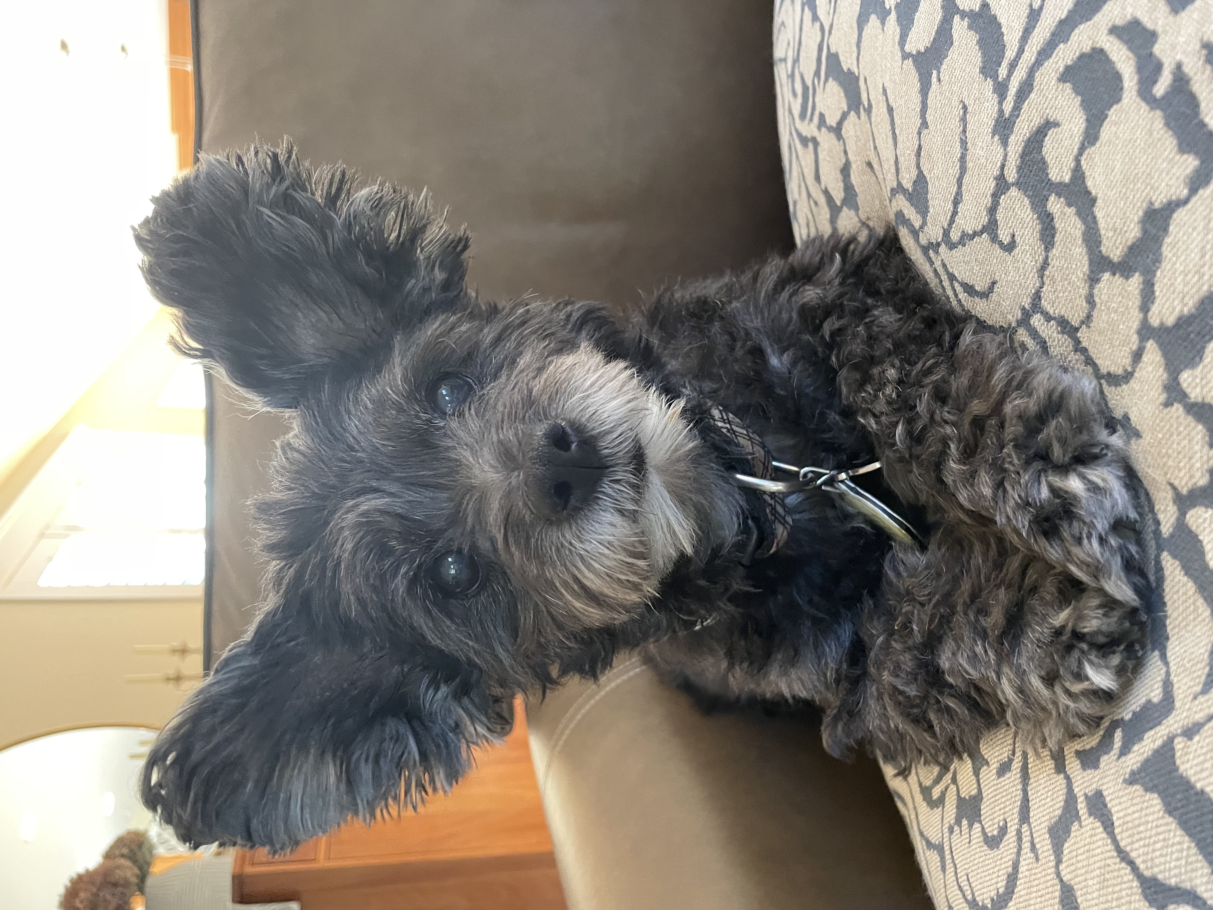 Dede • Old Dog Haven