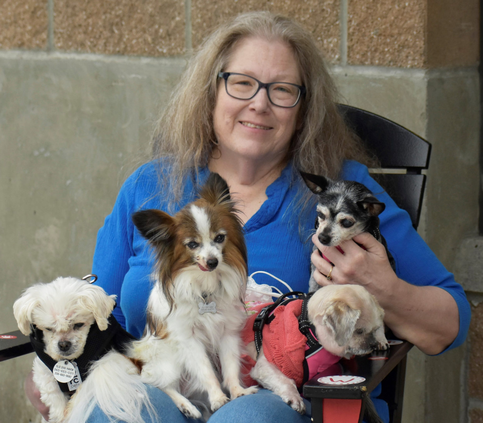 Old Dog Haven • Helping old dogs in their golden years