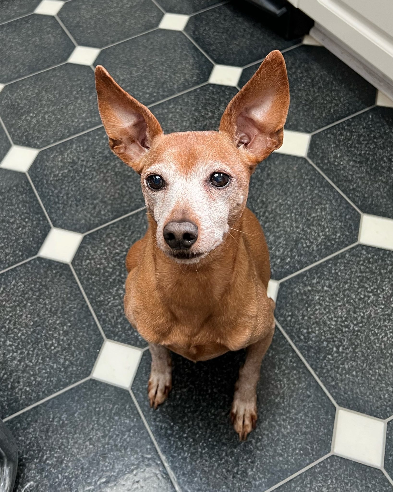 Adoptable • Dog Category • Old Dog Haven