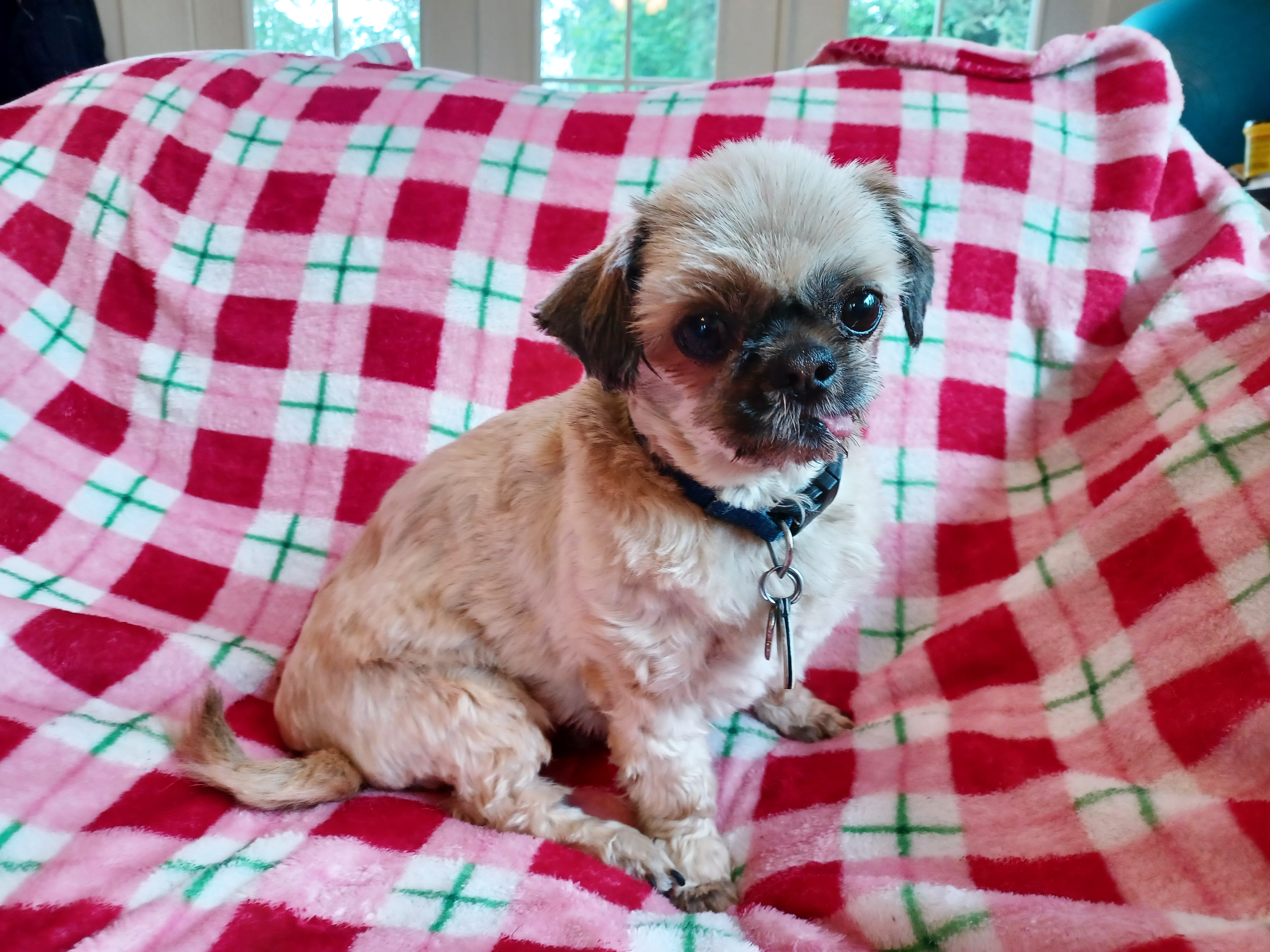 Freddy (was Freddy and Barney) • Old Dog Haven