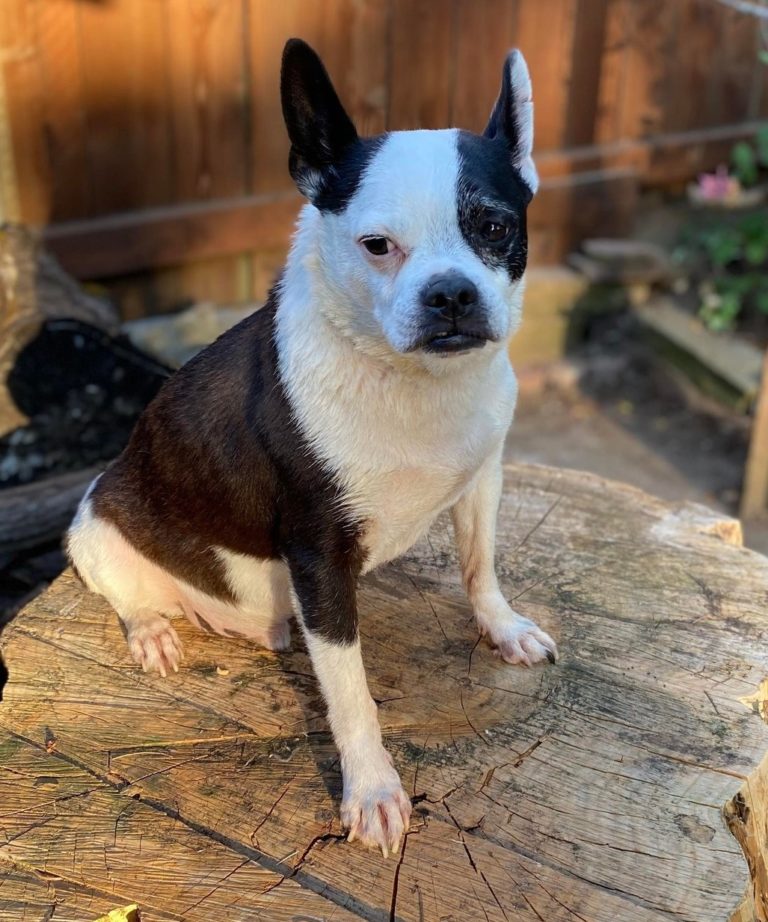 Bosco • Old Dog Haven