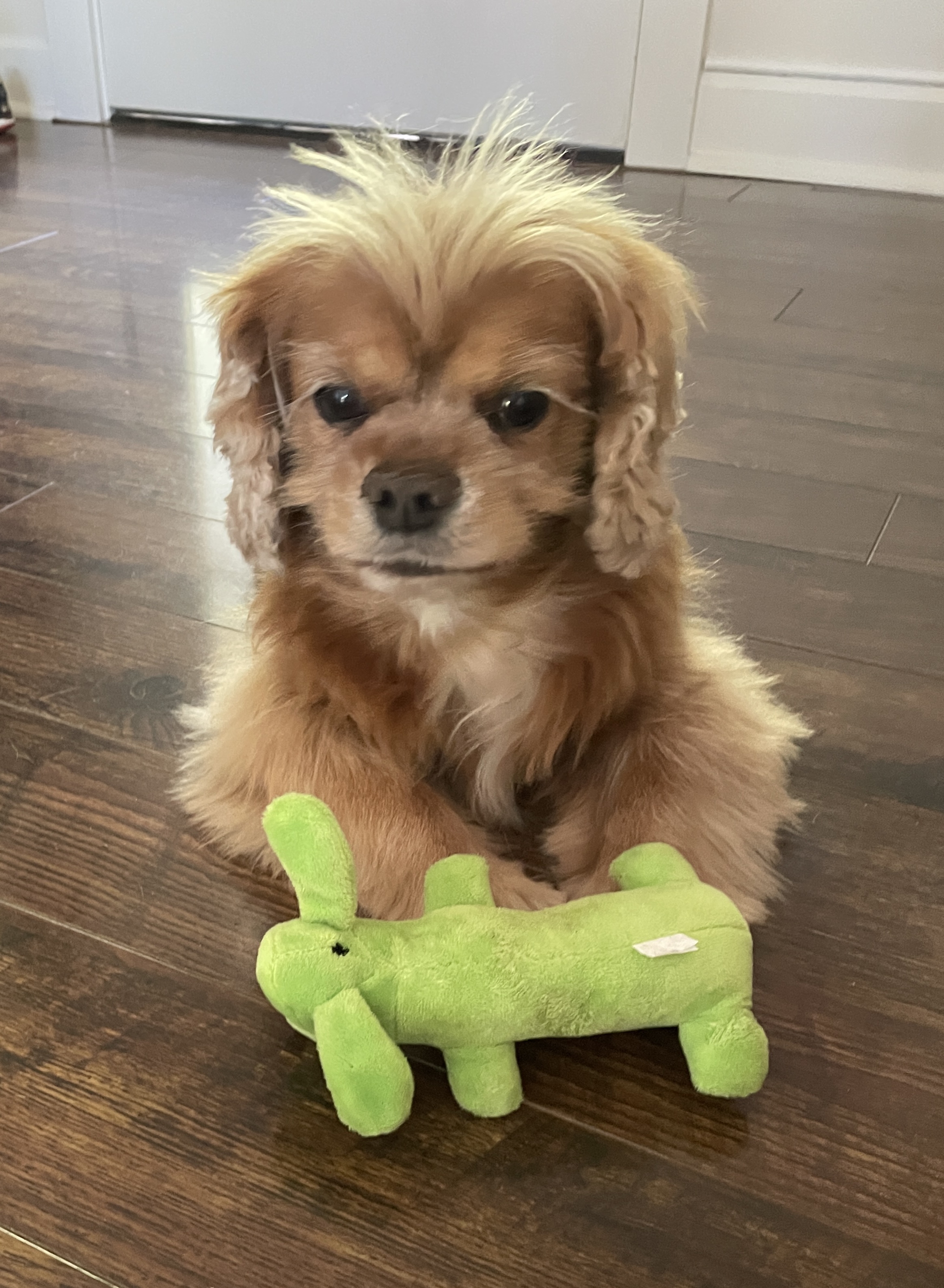 Dusty • Old Dog Haven