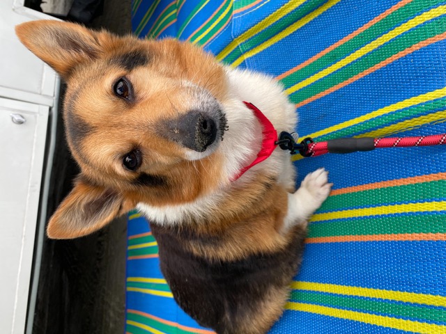 Kid the Corgi • Old Dog Haven