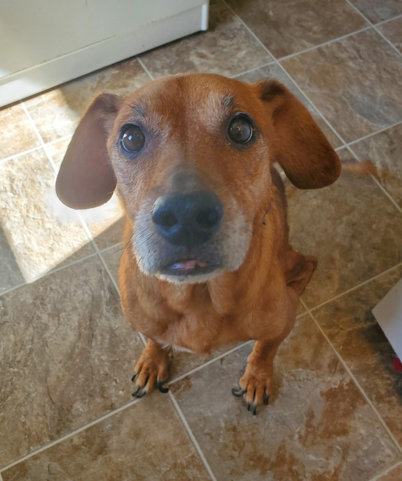 Tucker • Old Dog Haven