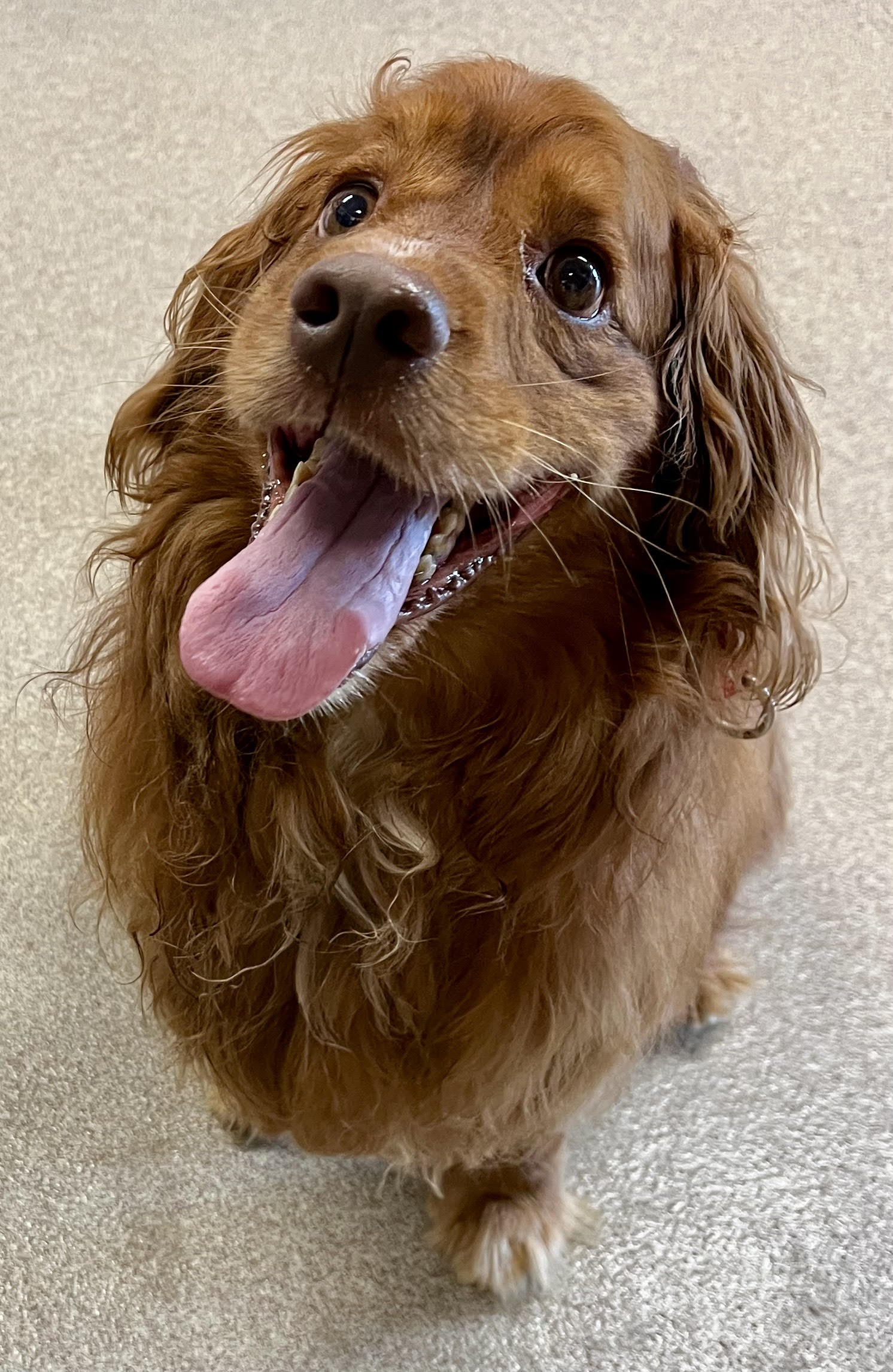 Adoptable • Dog Category • Old Dog Haven