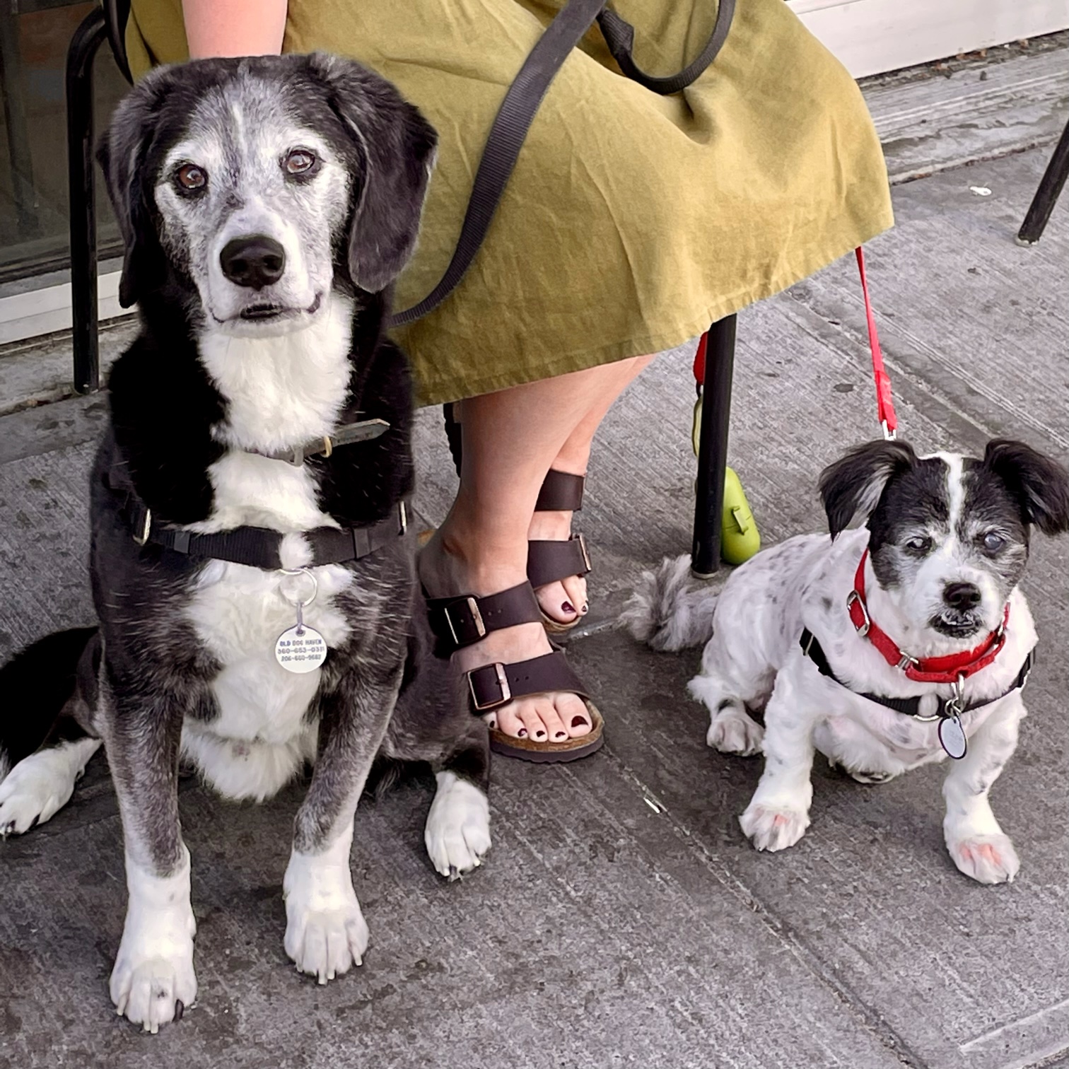 Bruiser • Old Dog Haven