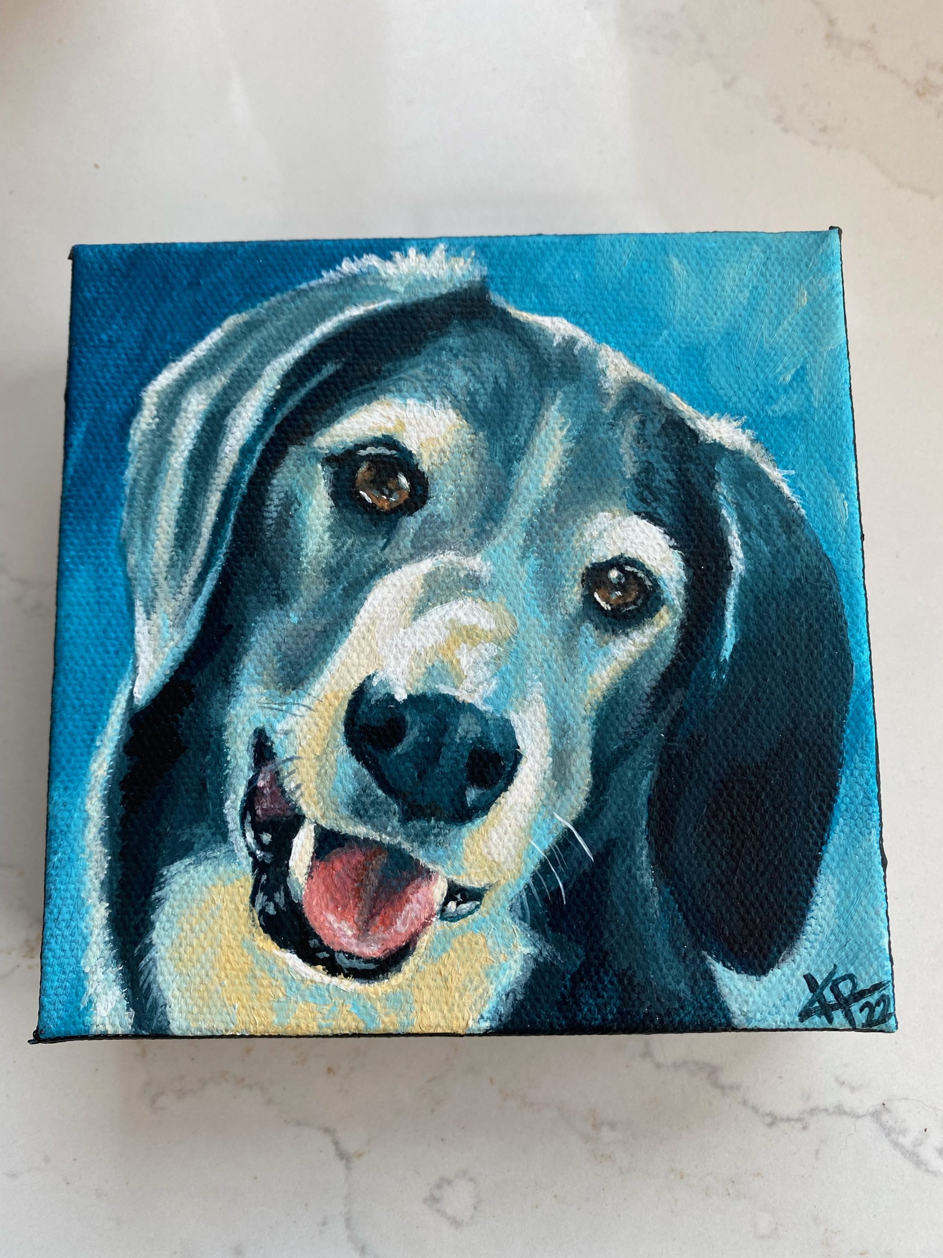 Bruiser • Old Dog Haven