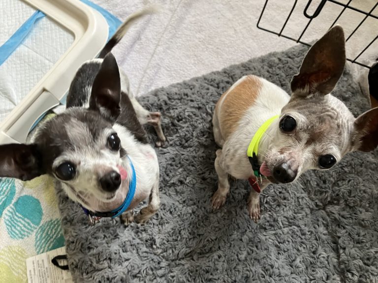 Adoptable • Dog Category • Old Dog Haven