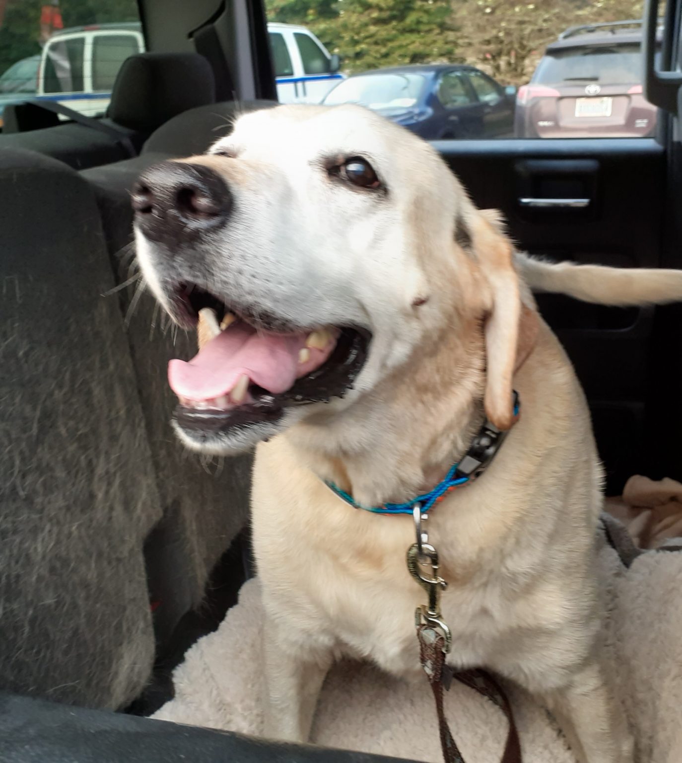 Winston • Old Dog Haven
