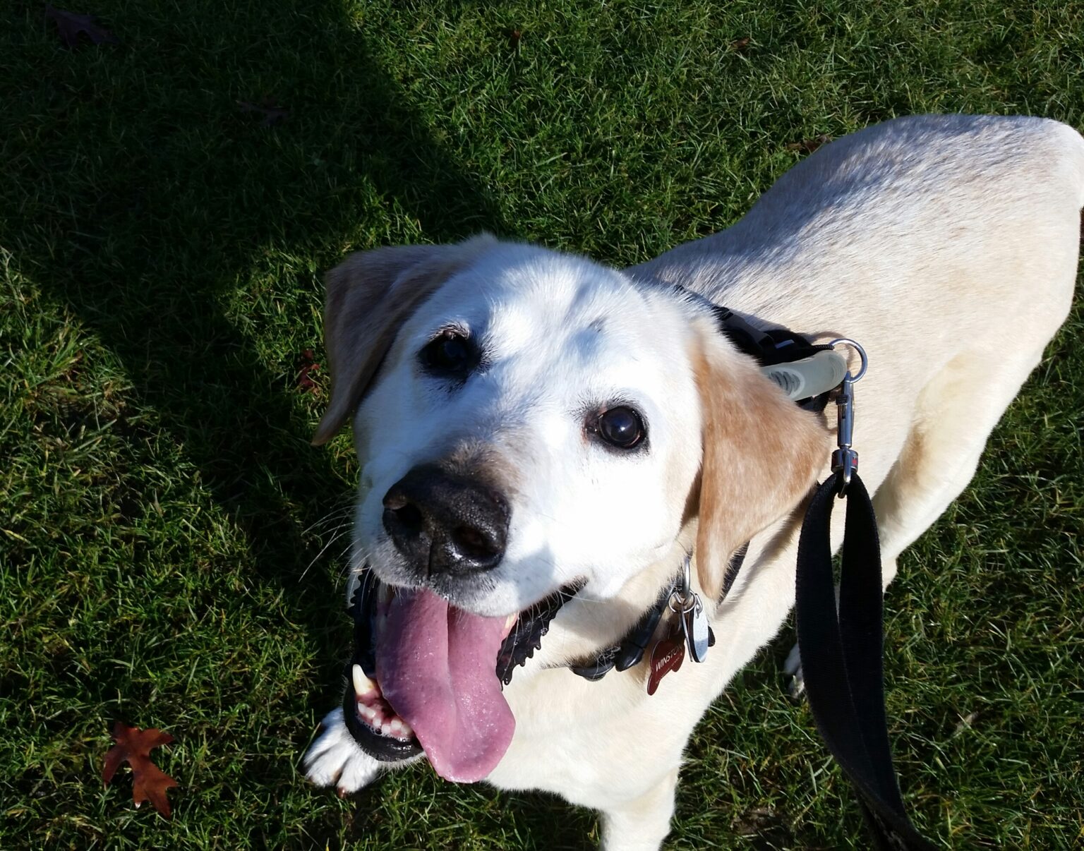 Winston • Old Dog Haven