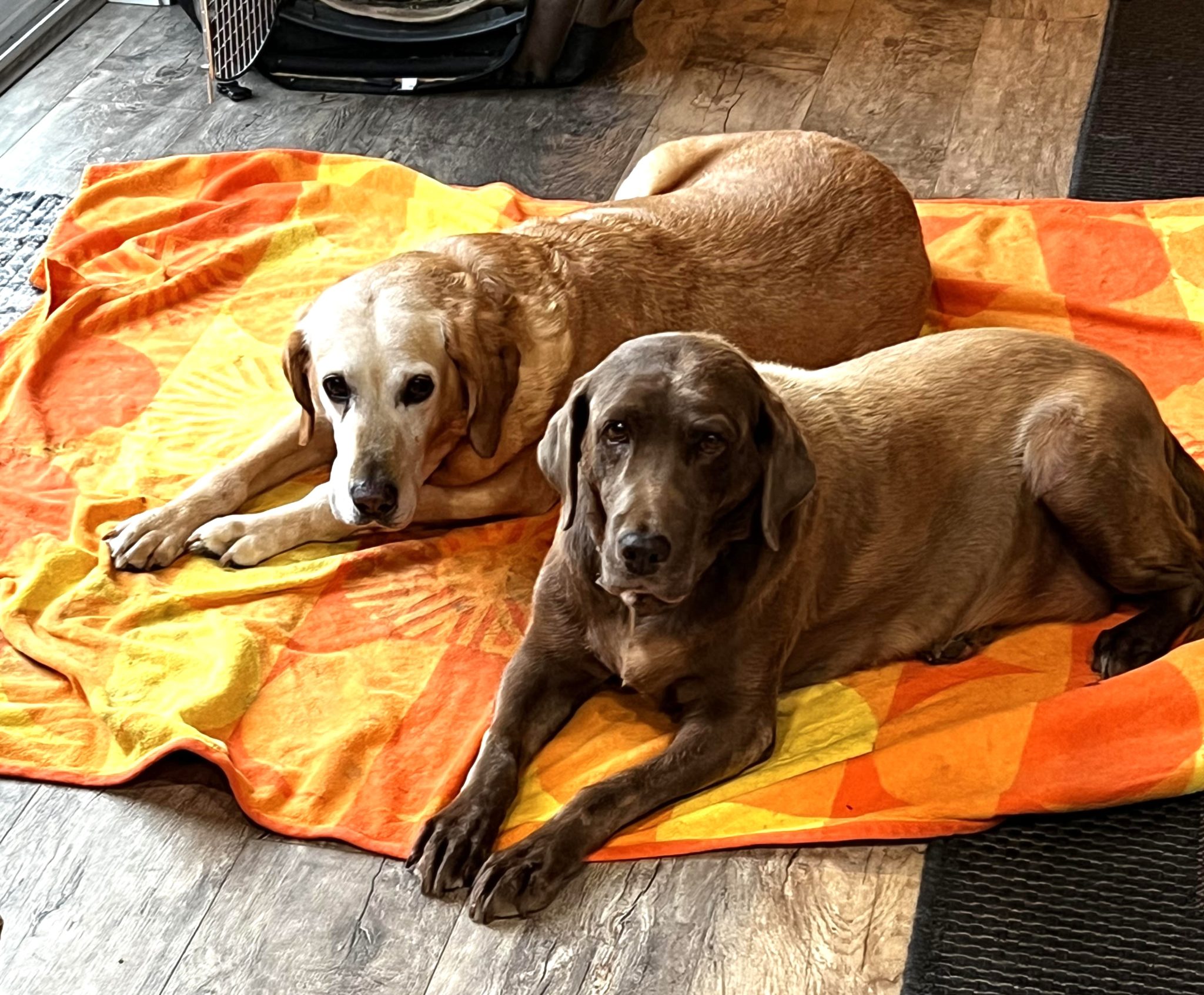 Bella and Changa • Old Dog Haven