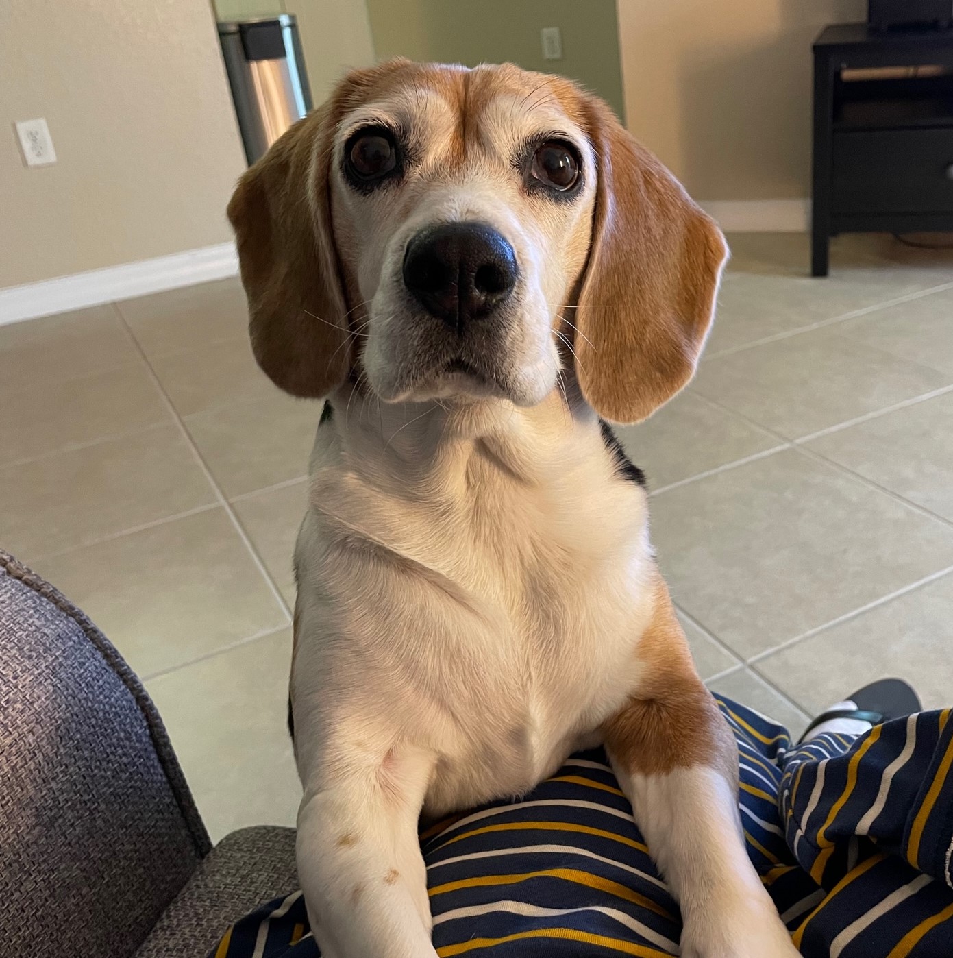 Meadow • Old Dog Haven