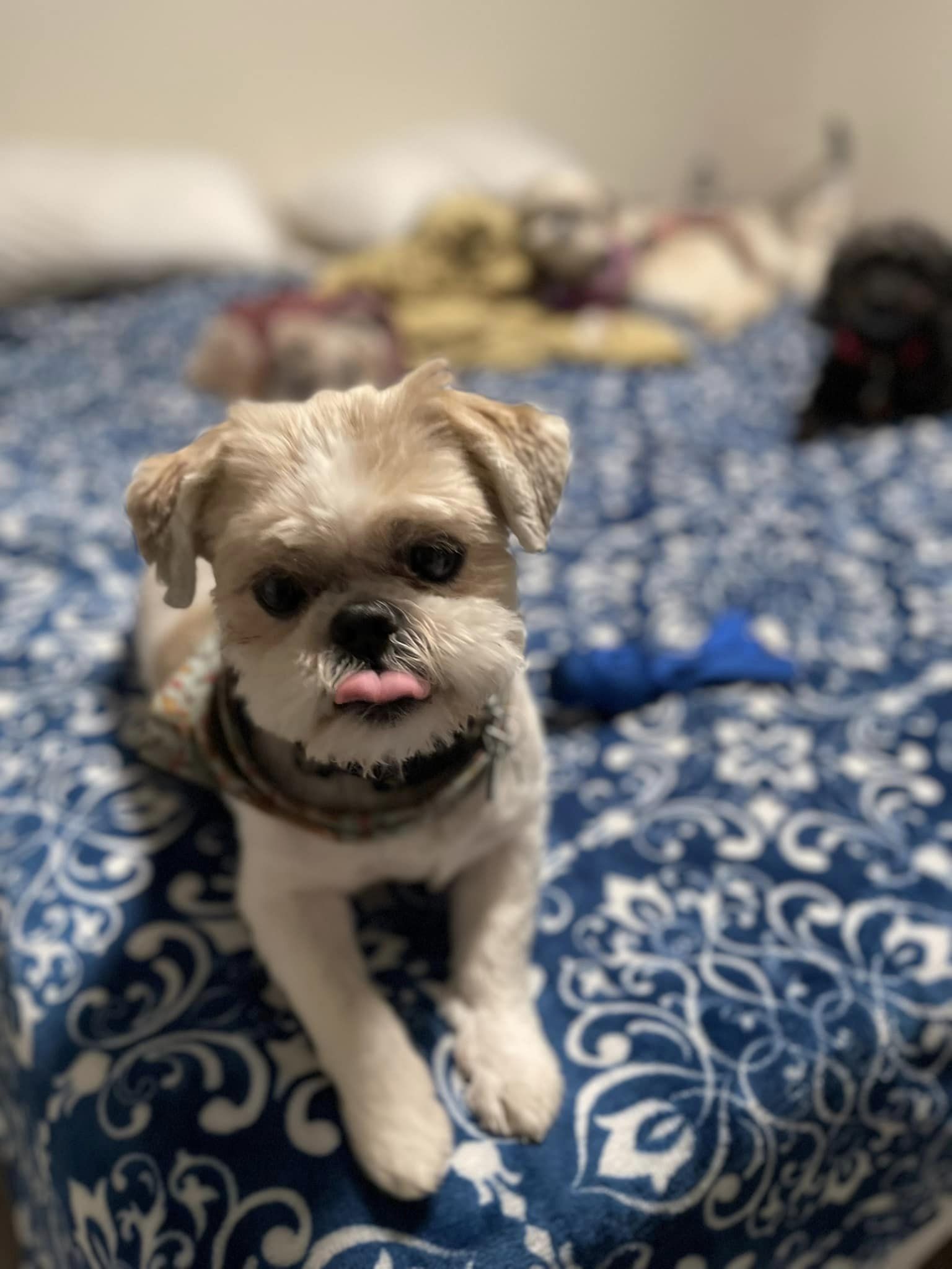 Mitch • Old Dog Haven