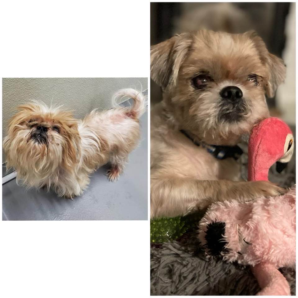 Mitch • Old Dog Haven