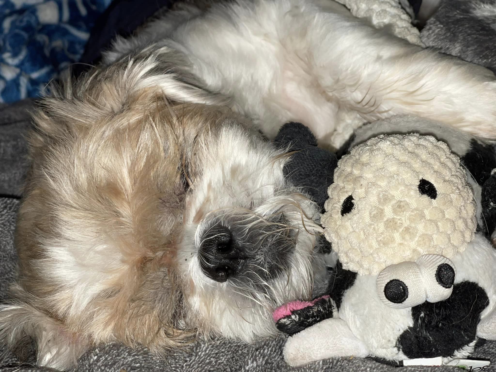 Mitch • Old Dog Haven