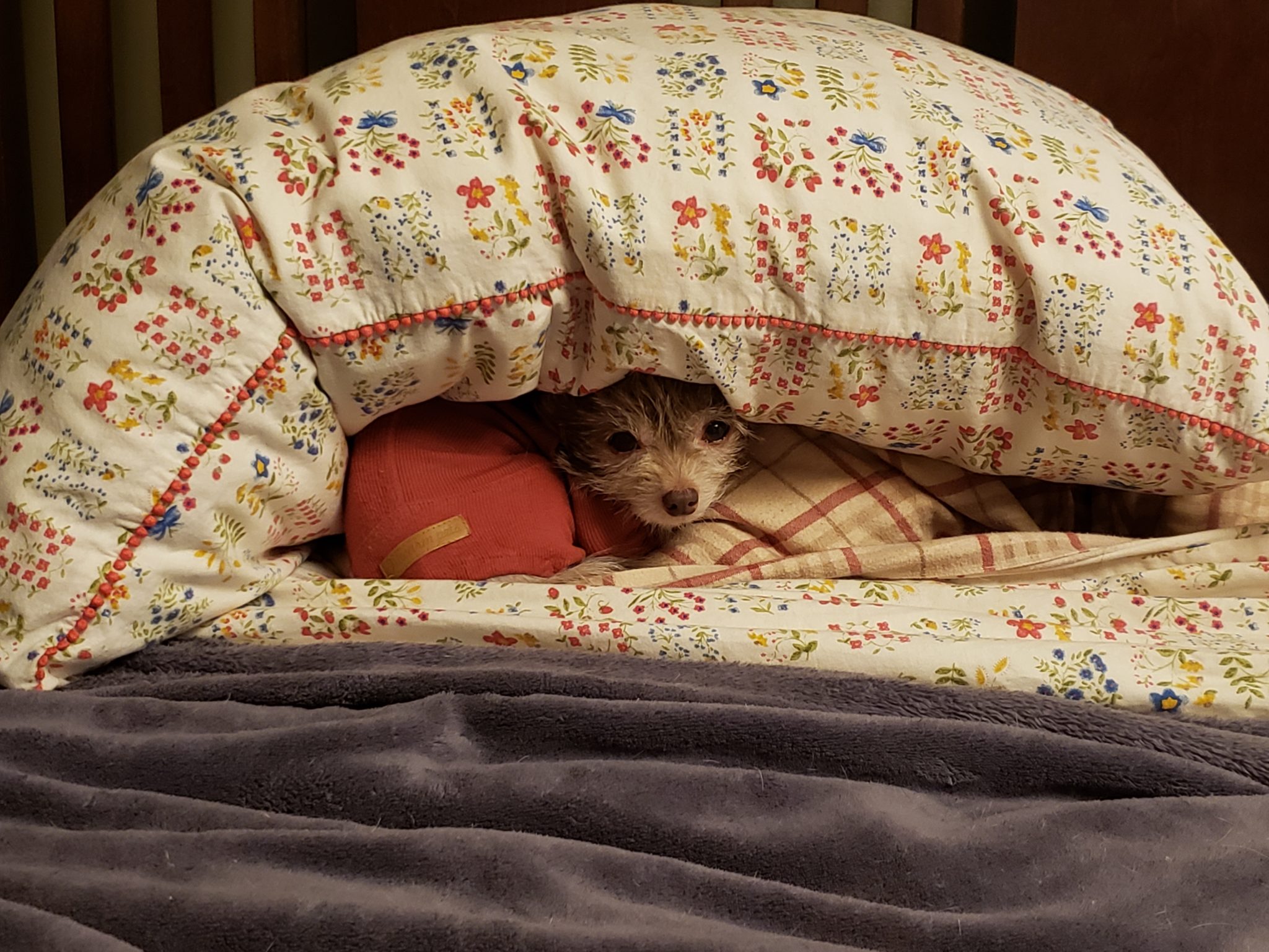 Piper (the land shrimp) • Old Dog Haven