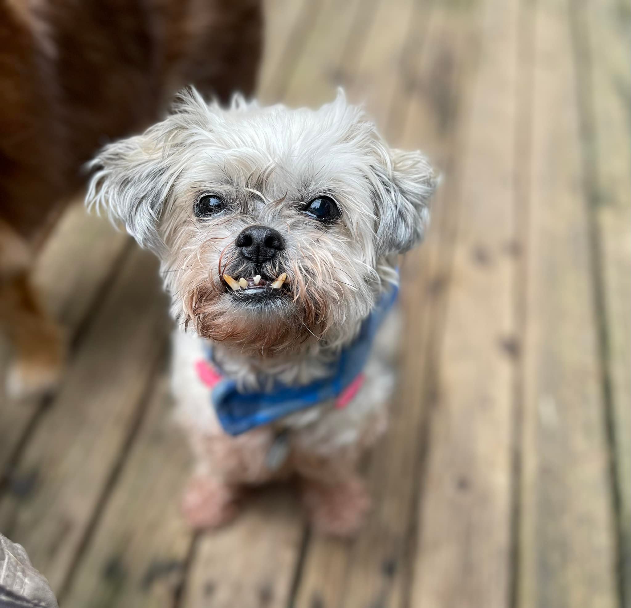 Wicket • Old Dog Haven