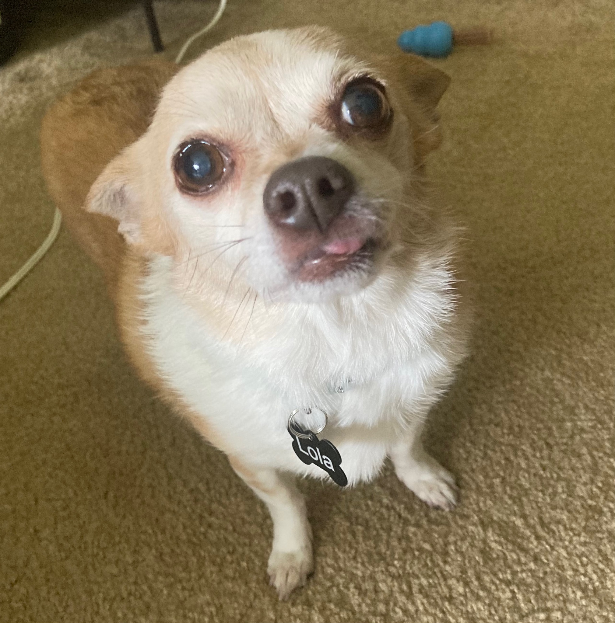 Lola • Old Dog Haven