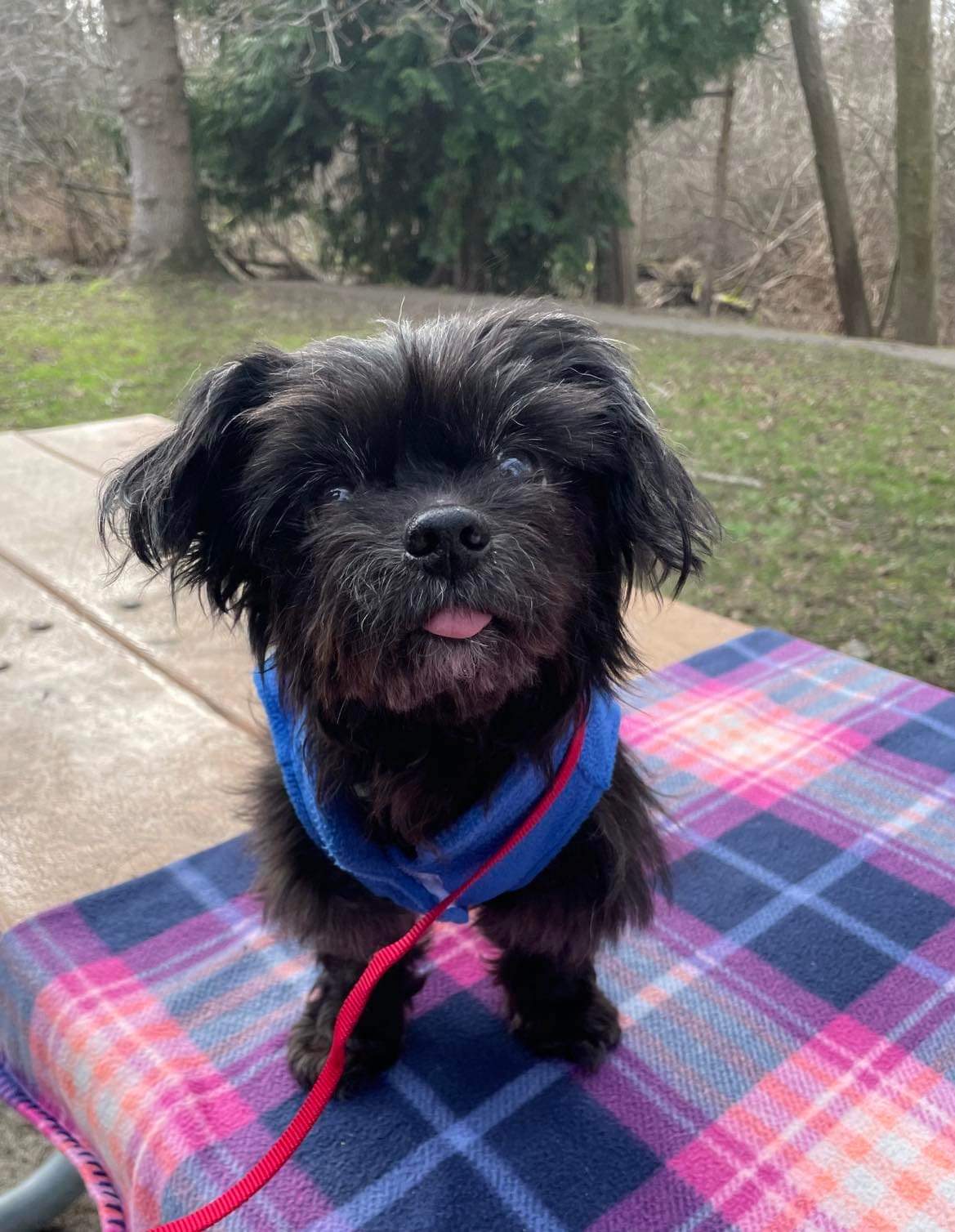 Benjamin Button (Benny) • Old Dog Haven