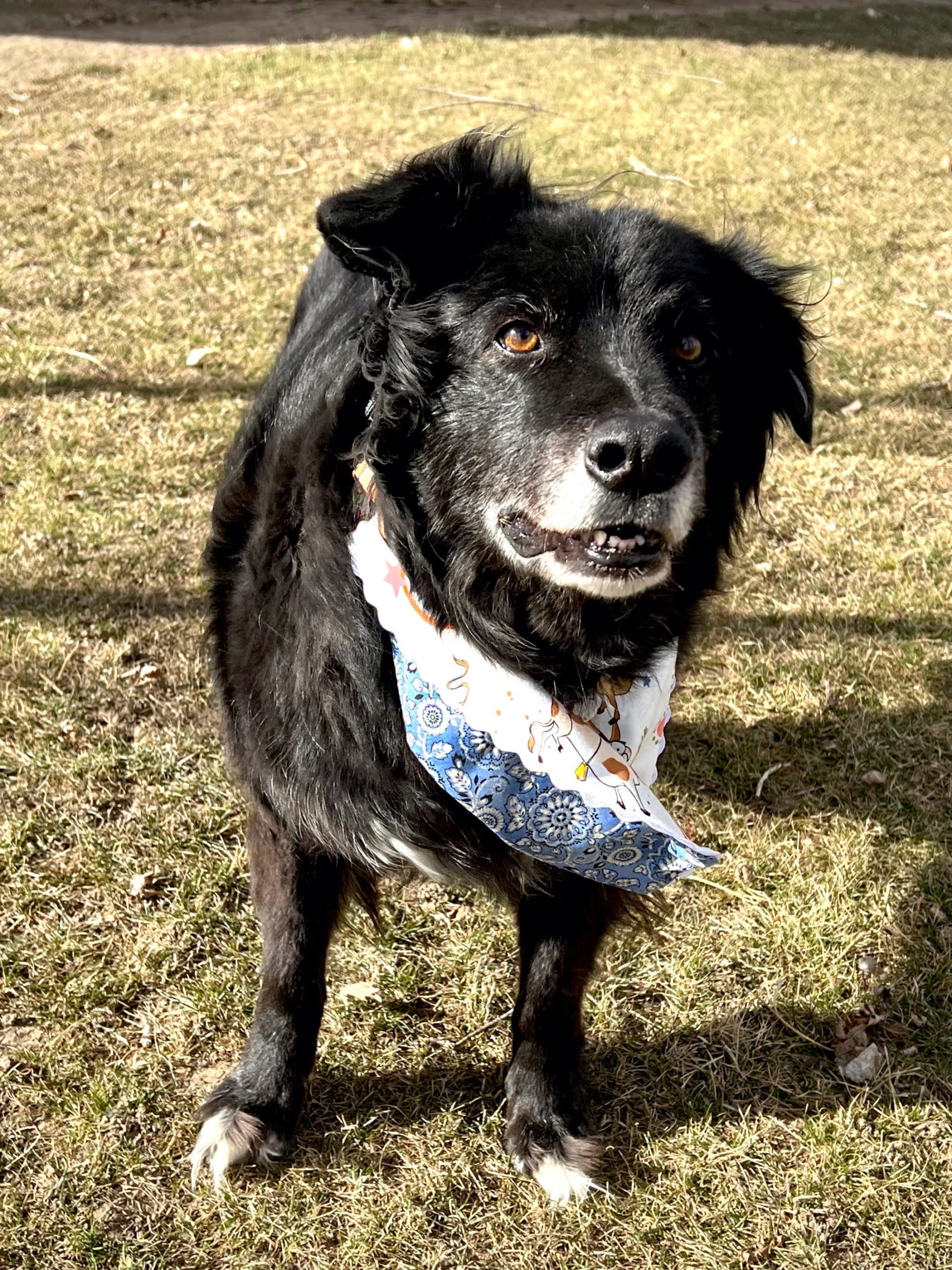 Donkey • Old Dog Haven