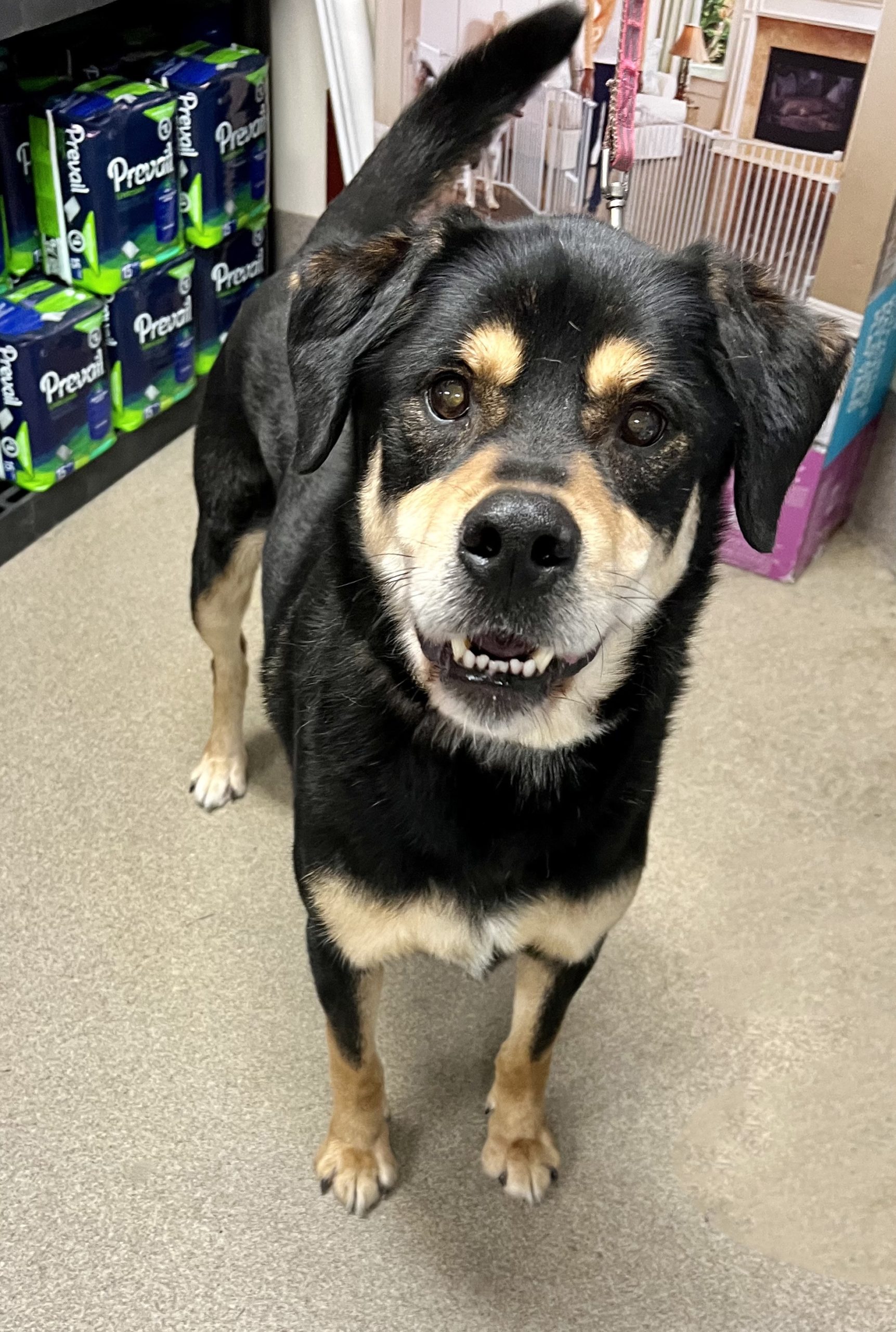 Hector • Old Dog Haven